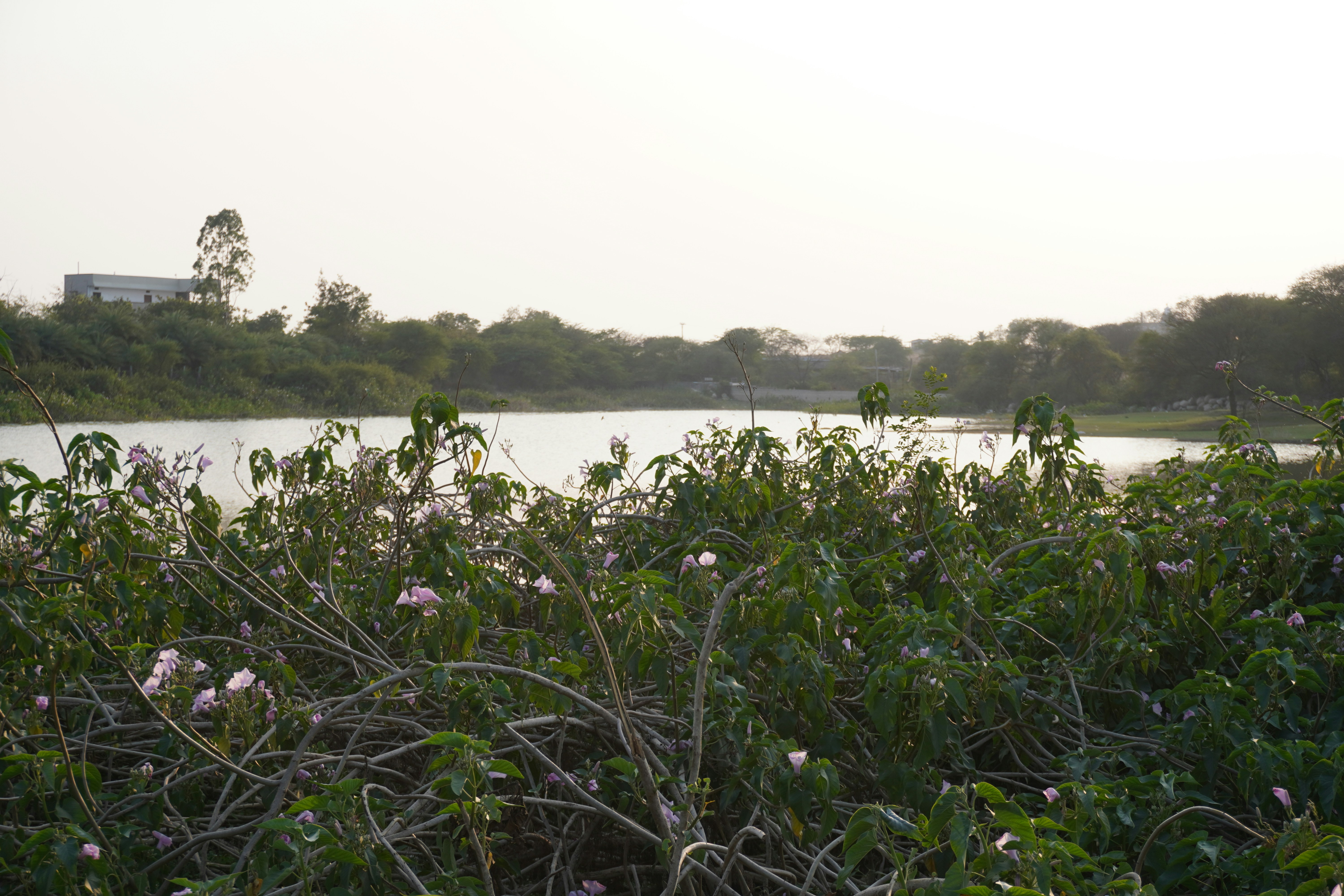Sunlit Shoreline Behind a Tangle of Blooming Scrub