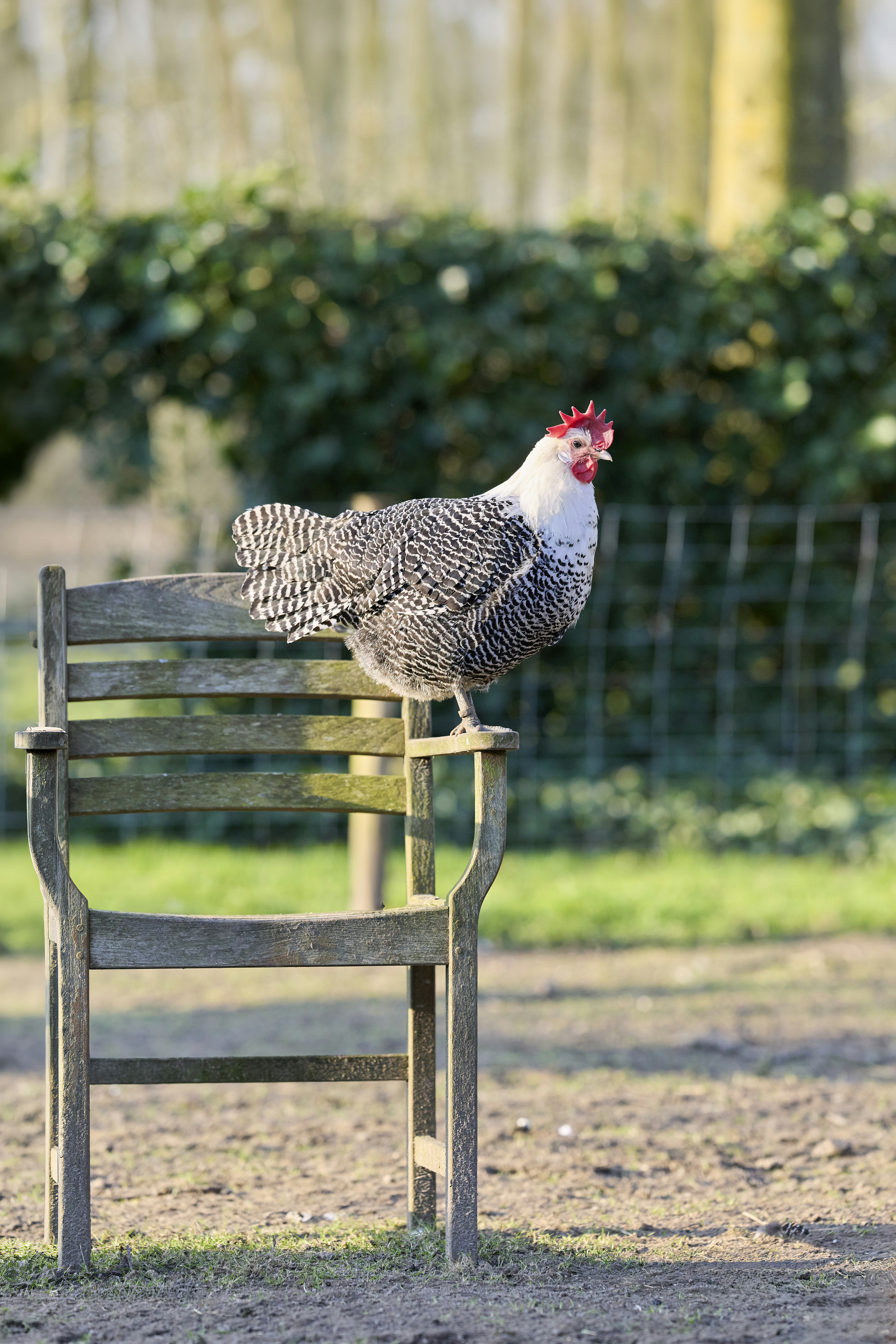 Roosted on a Weathered Bench: A Standing Hen in Sunlit Garden