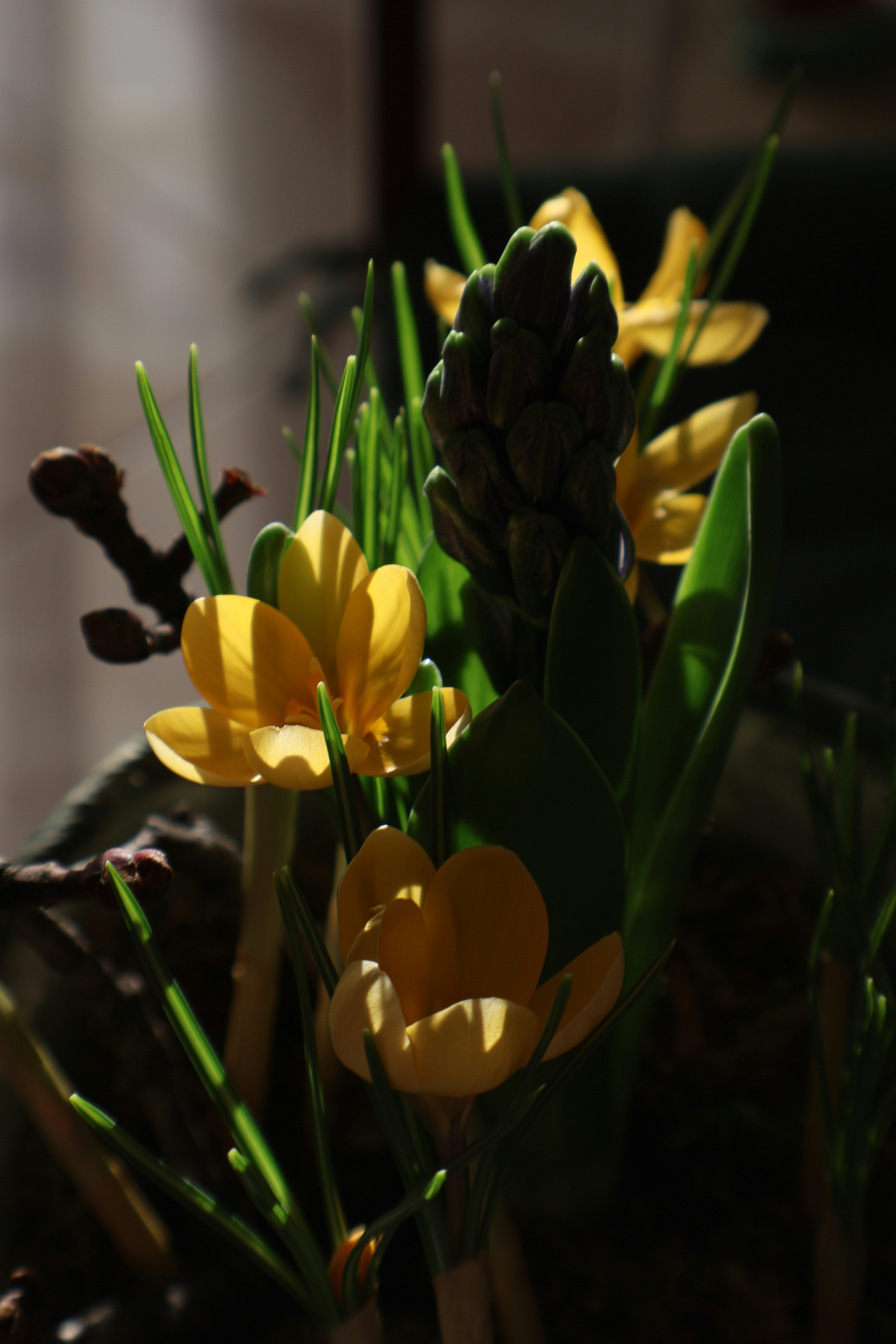 Sunlit Yellow Crocuses Amid Darkened Greens
