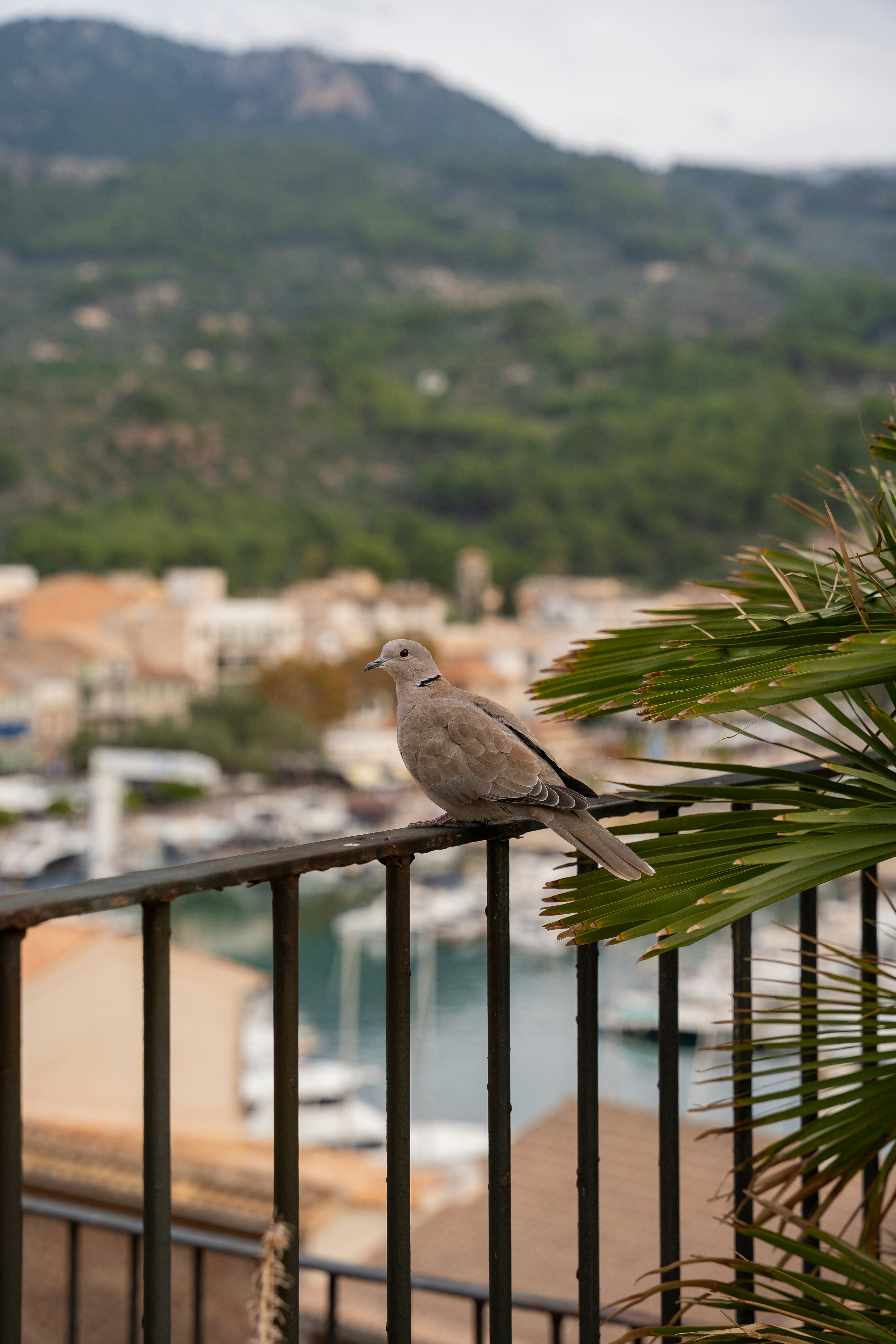 Pigeon on a Balcony Railing with Mediterranean Backdrop