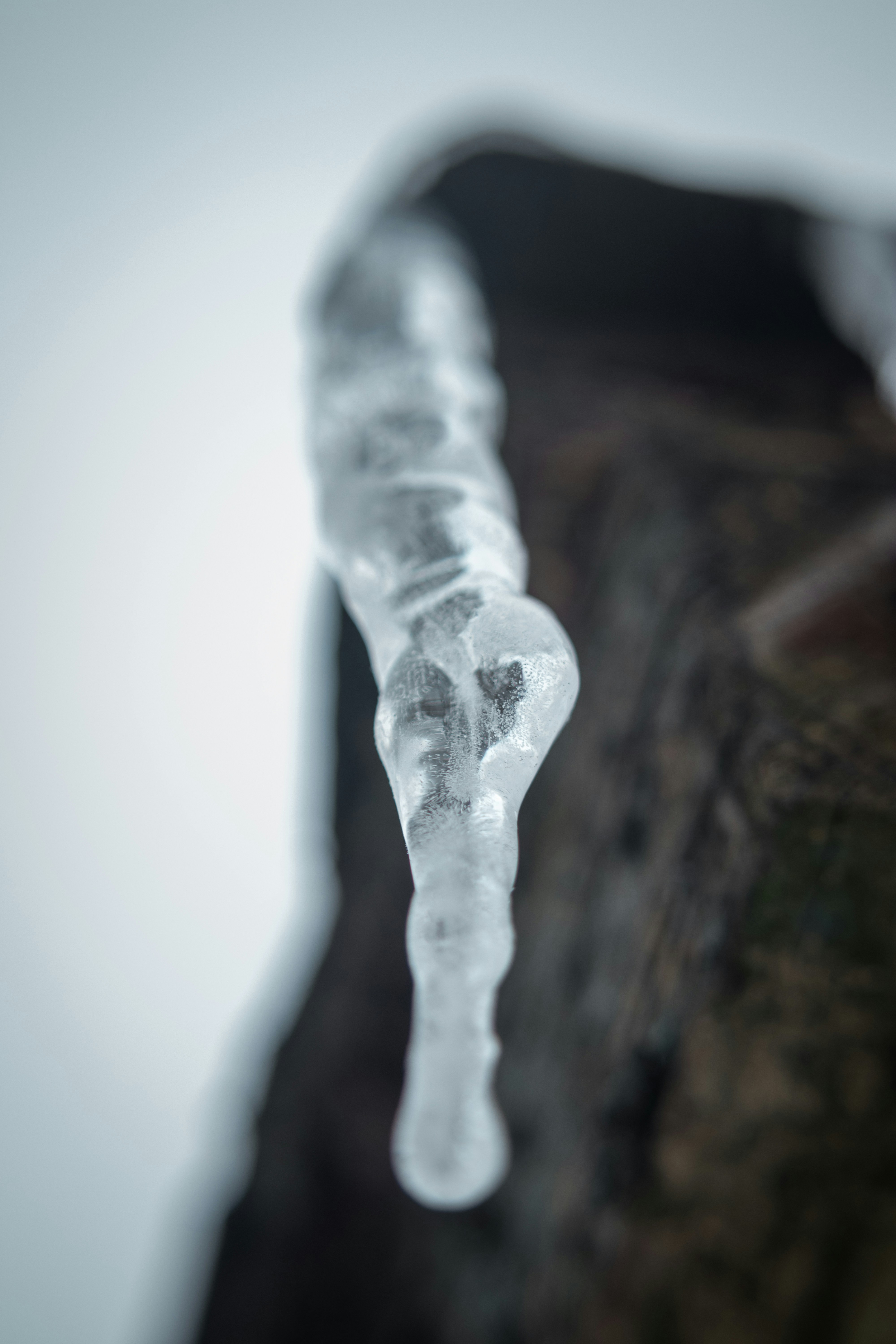 Icicle Crown: A lone DROPLET of Winter on Weathered Wood