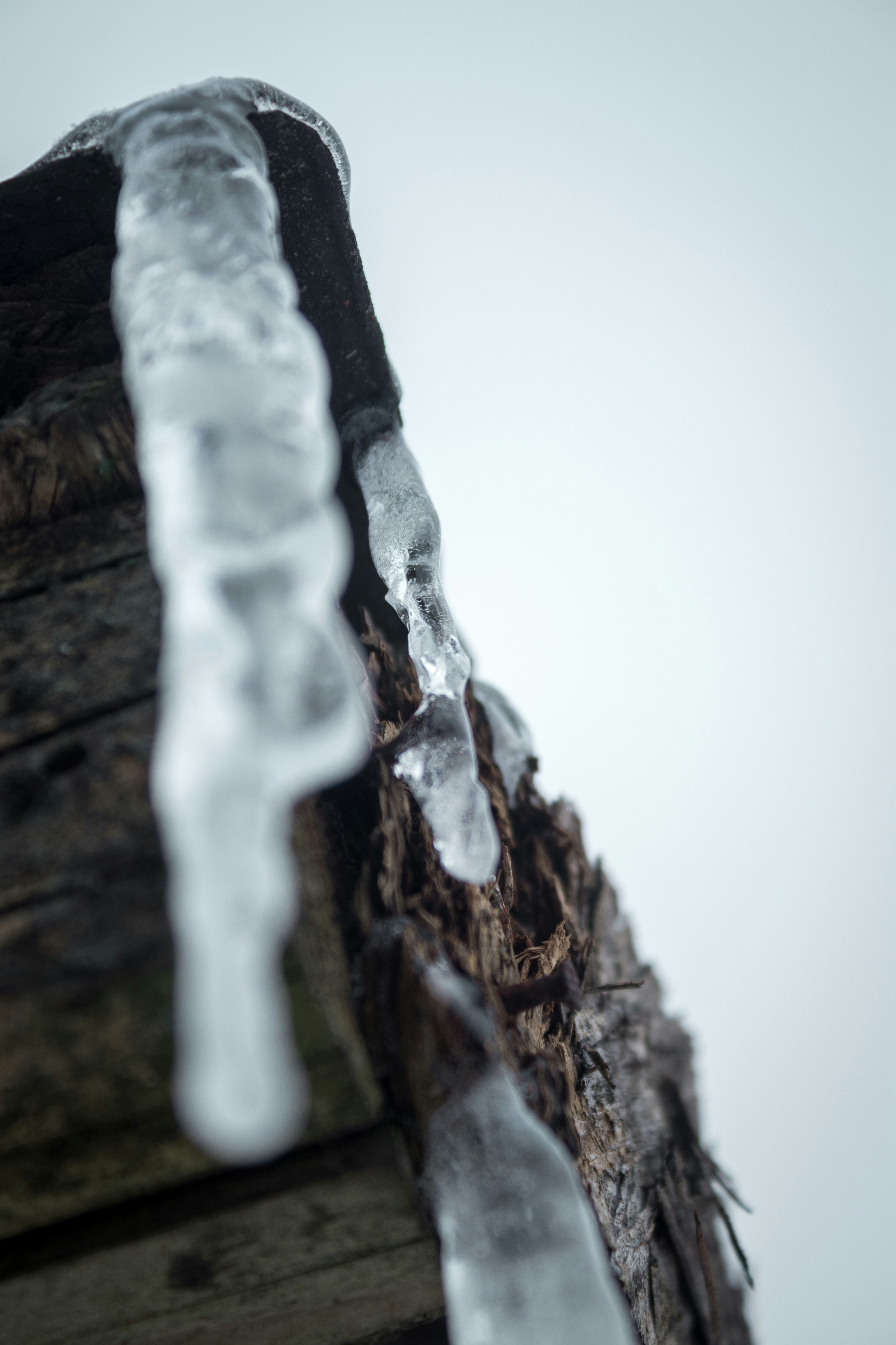 Icicles along weathered timber: a frozen vertical study