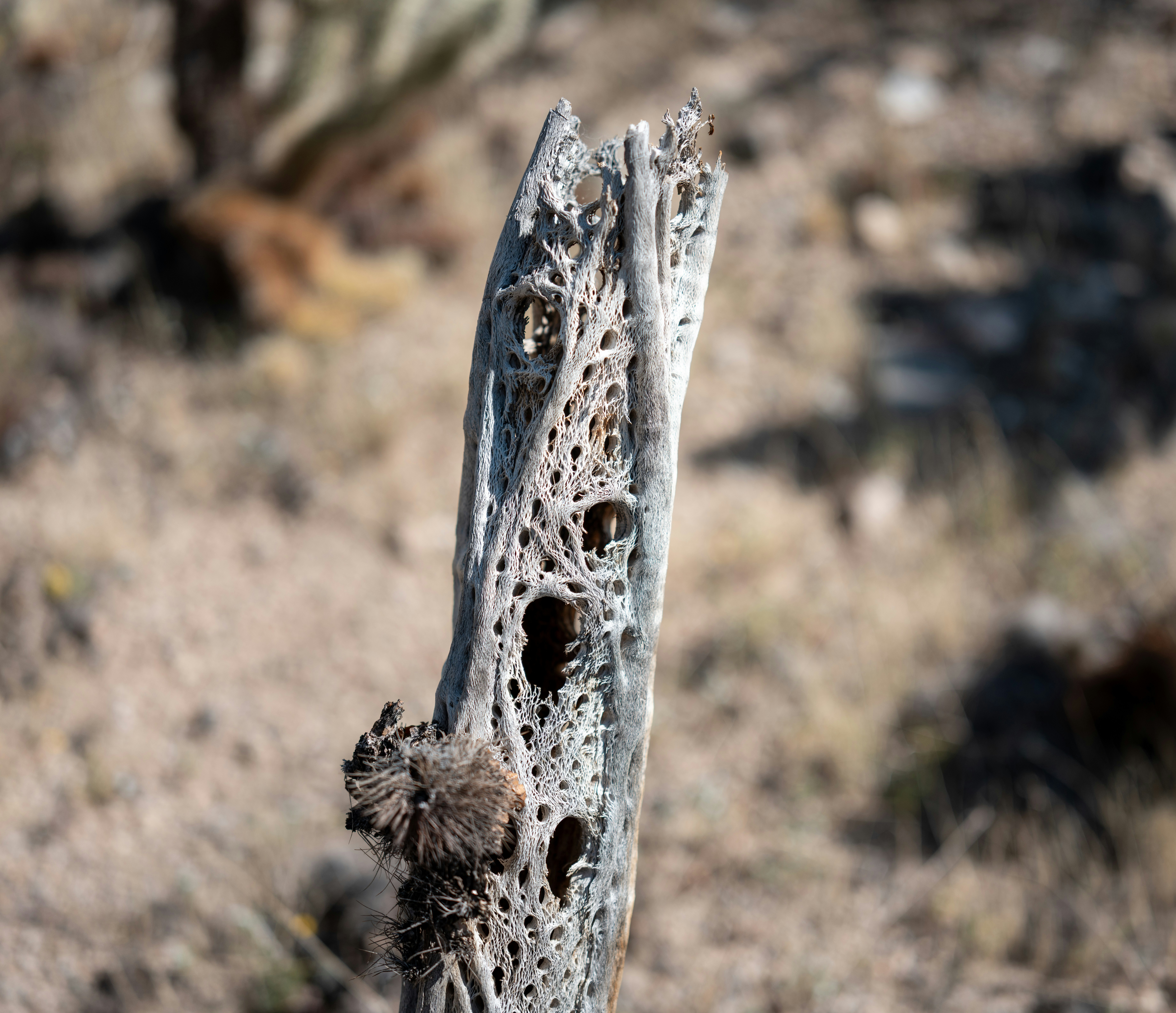 Skeleton of a Desert Stem: Weathered Calligraphy of Time
