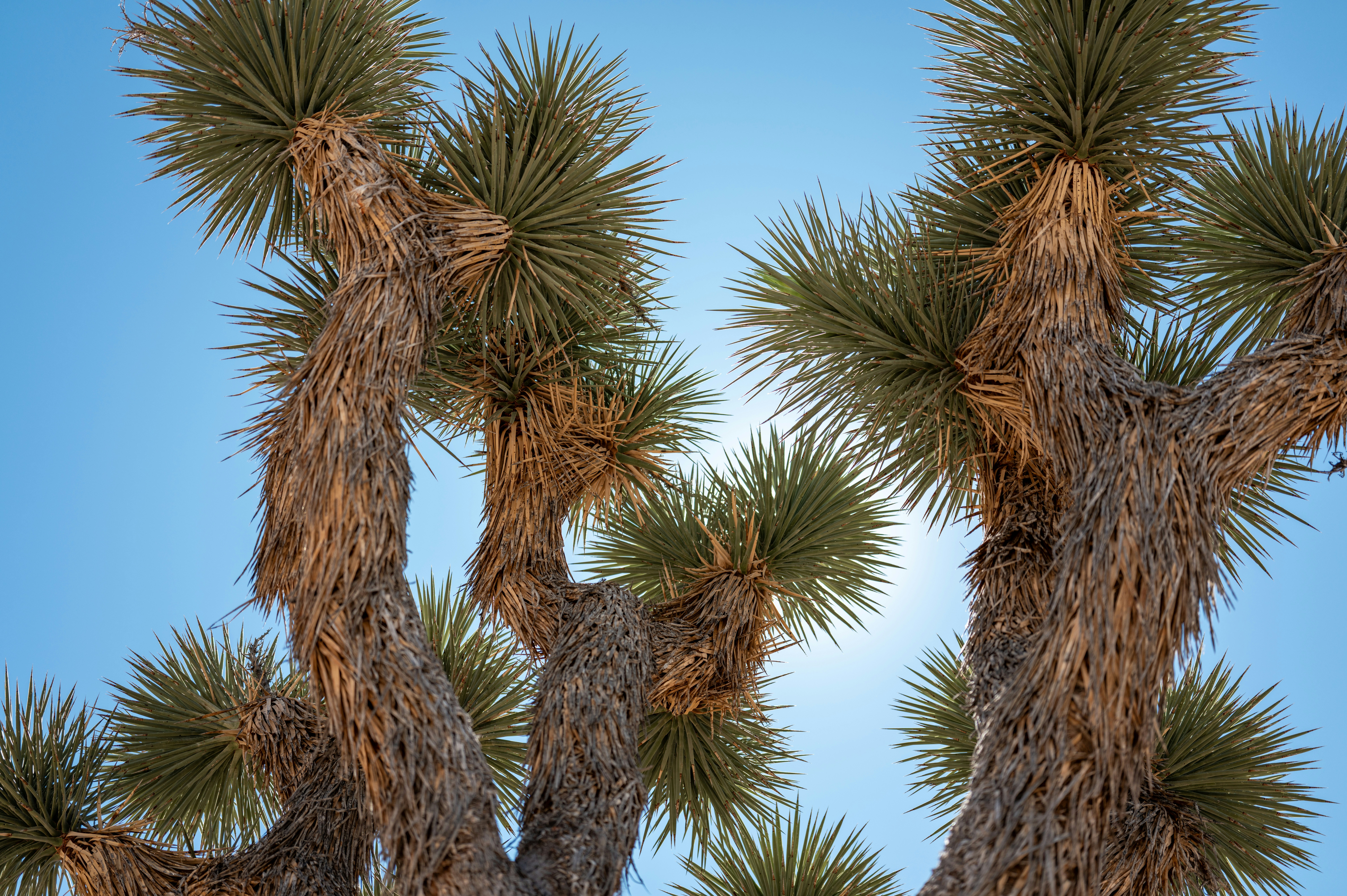 Desert Giants Reach Toward a Clear Sky