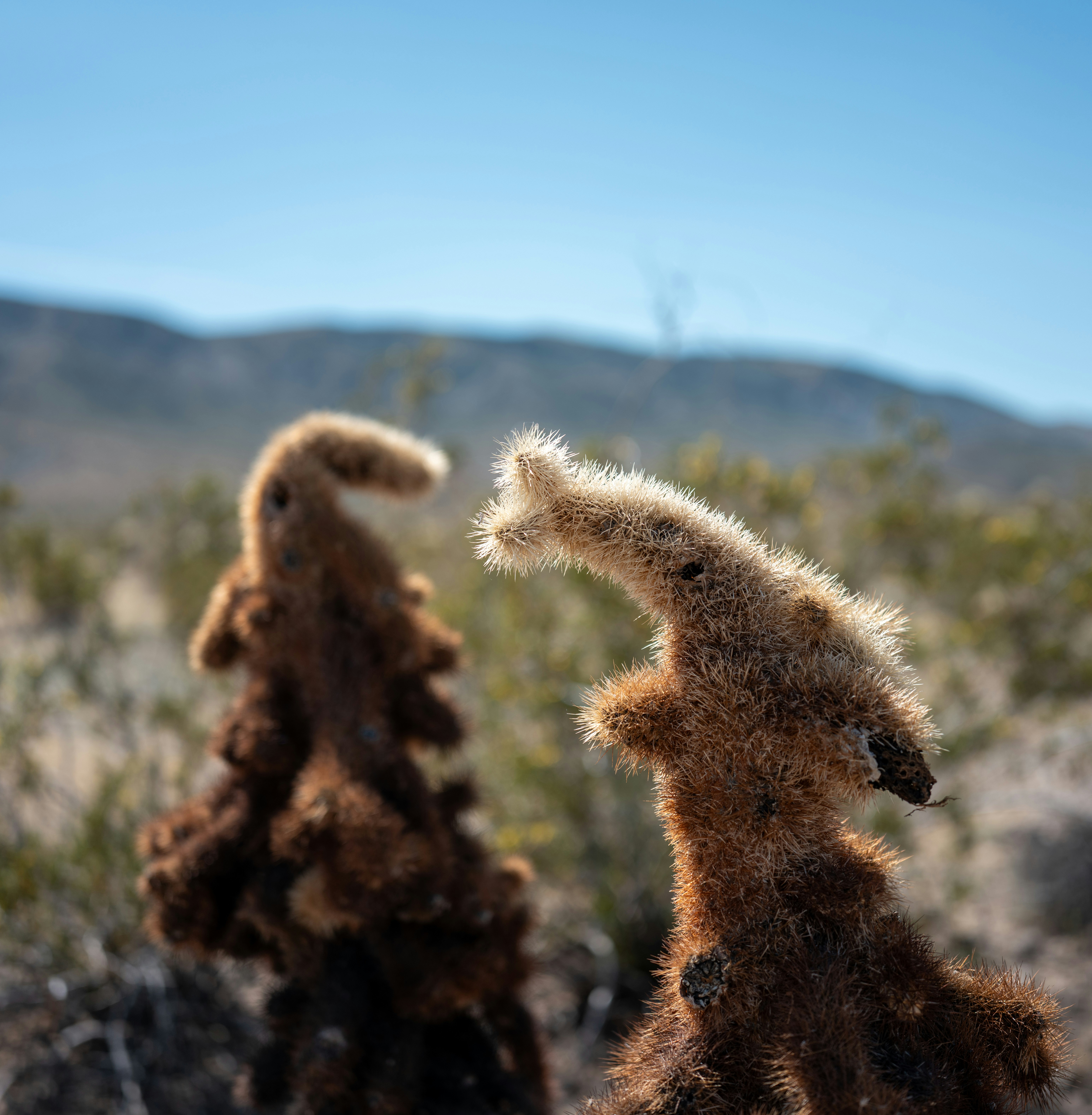 Desert Bloom: Frizzy Stalks Reaching Toward the Sun