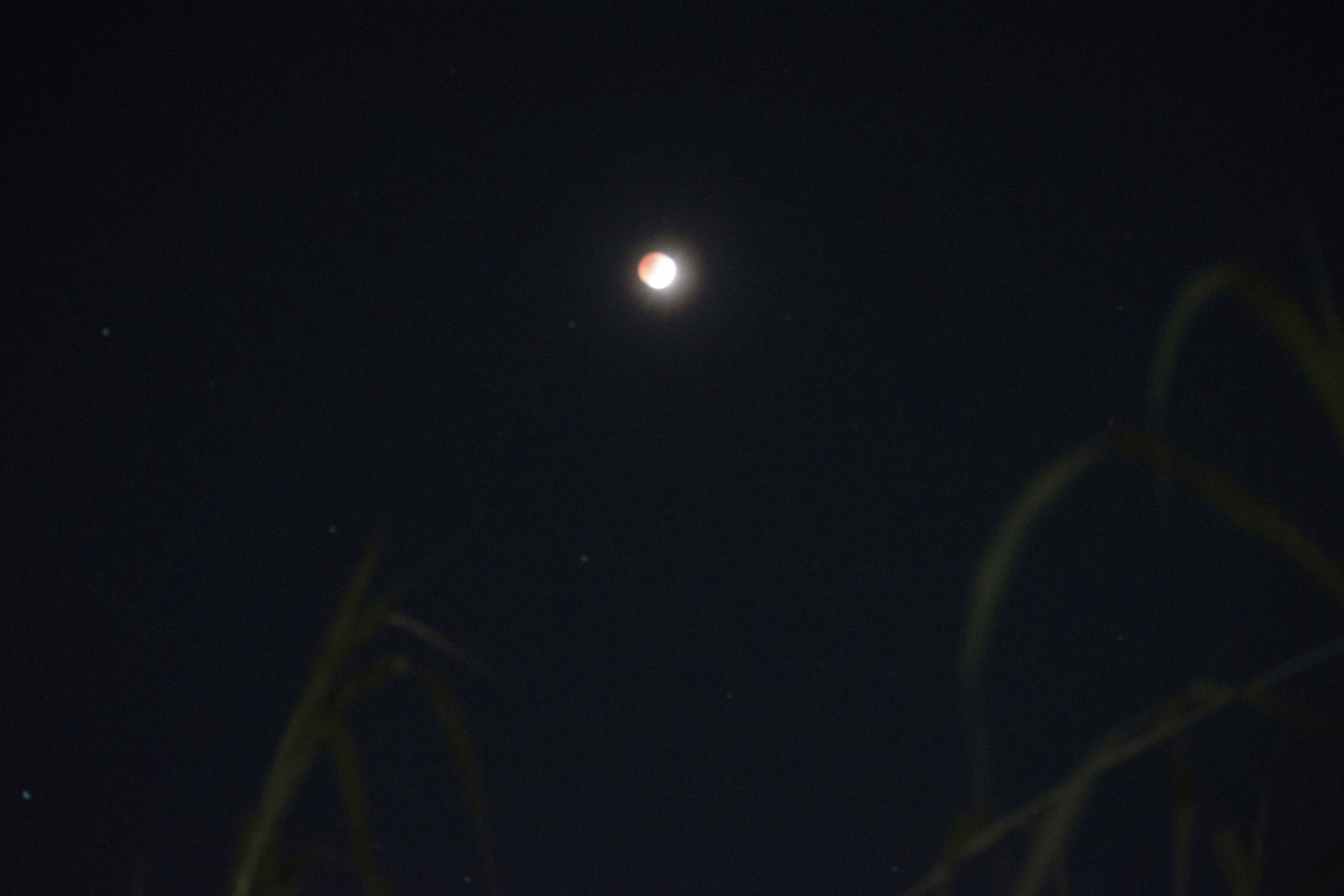 Moonlit Night Over a Dim Field