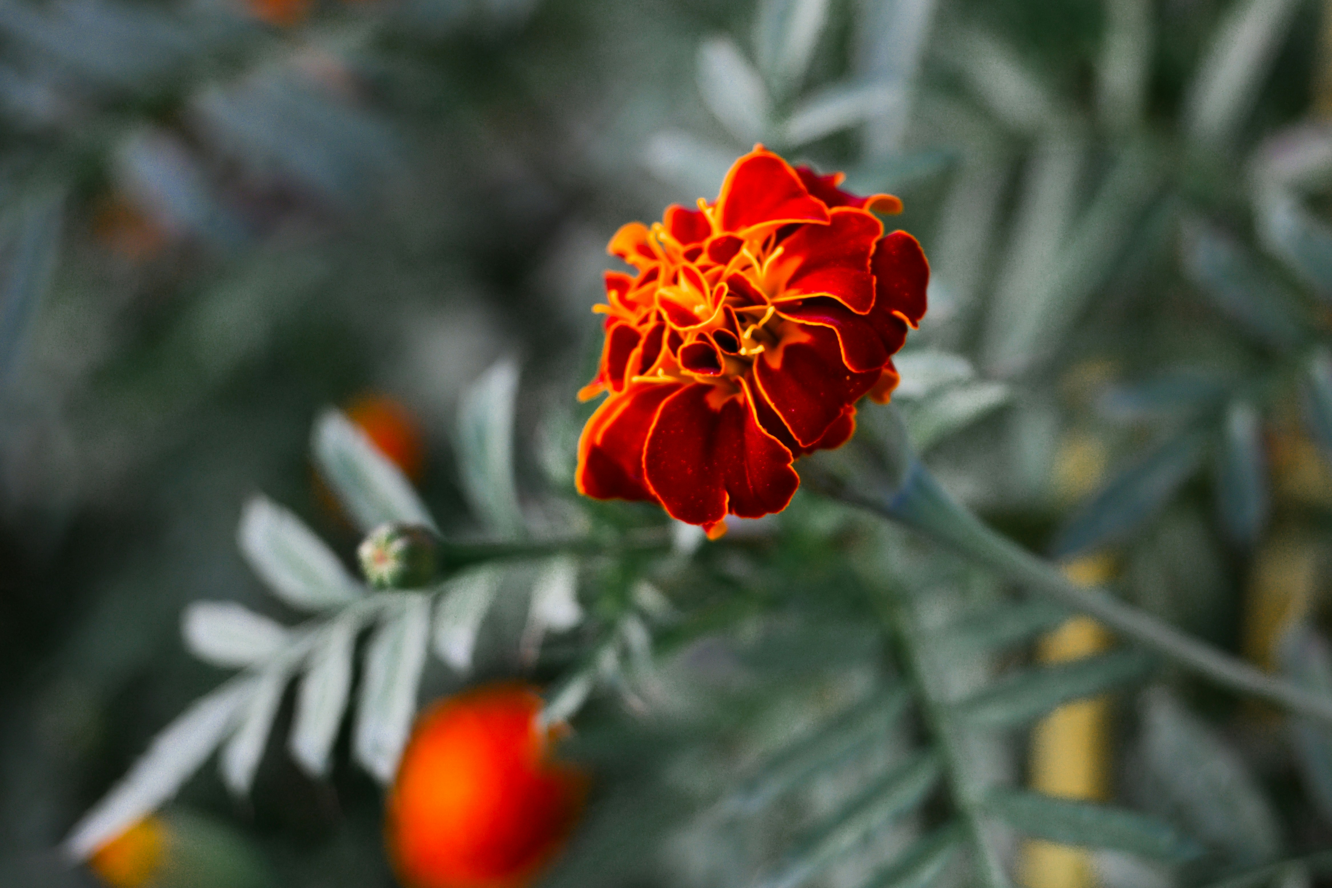 Crimson Velvet Bloom: A close-up of a fiery marigold against softened foliage