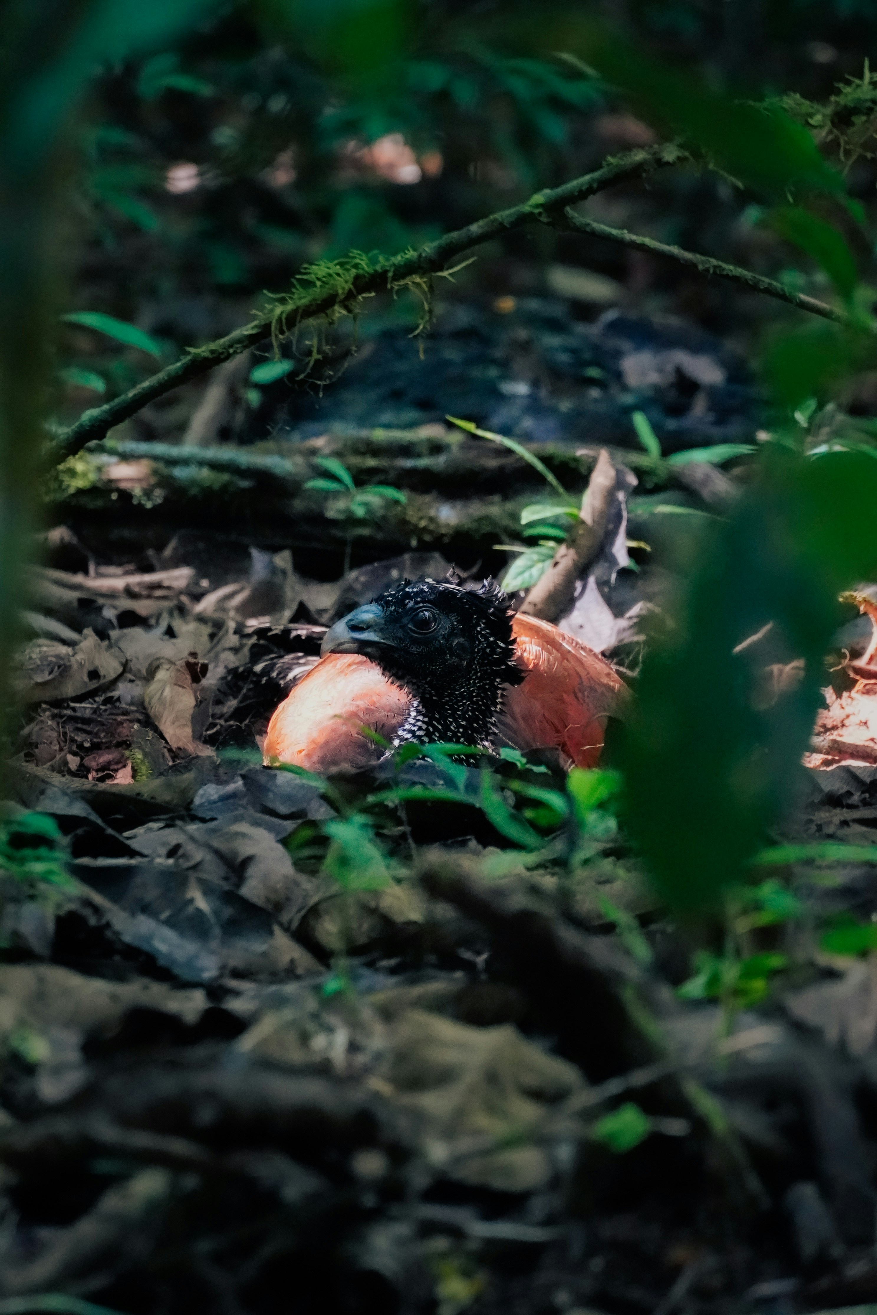 Hidden in Plain Ferns: A Reddish-Brown Beaked Creature Emerges