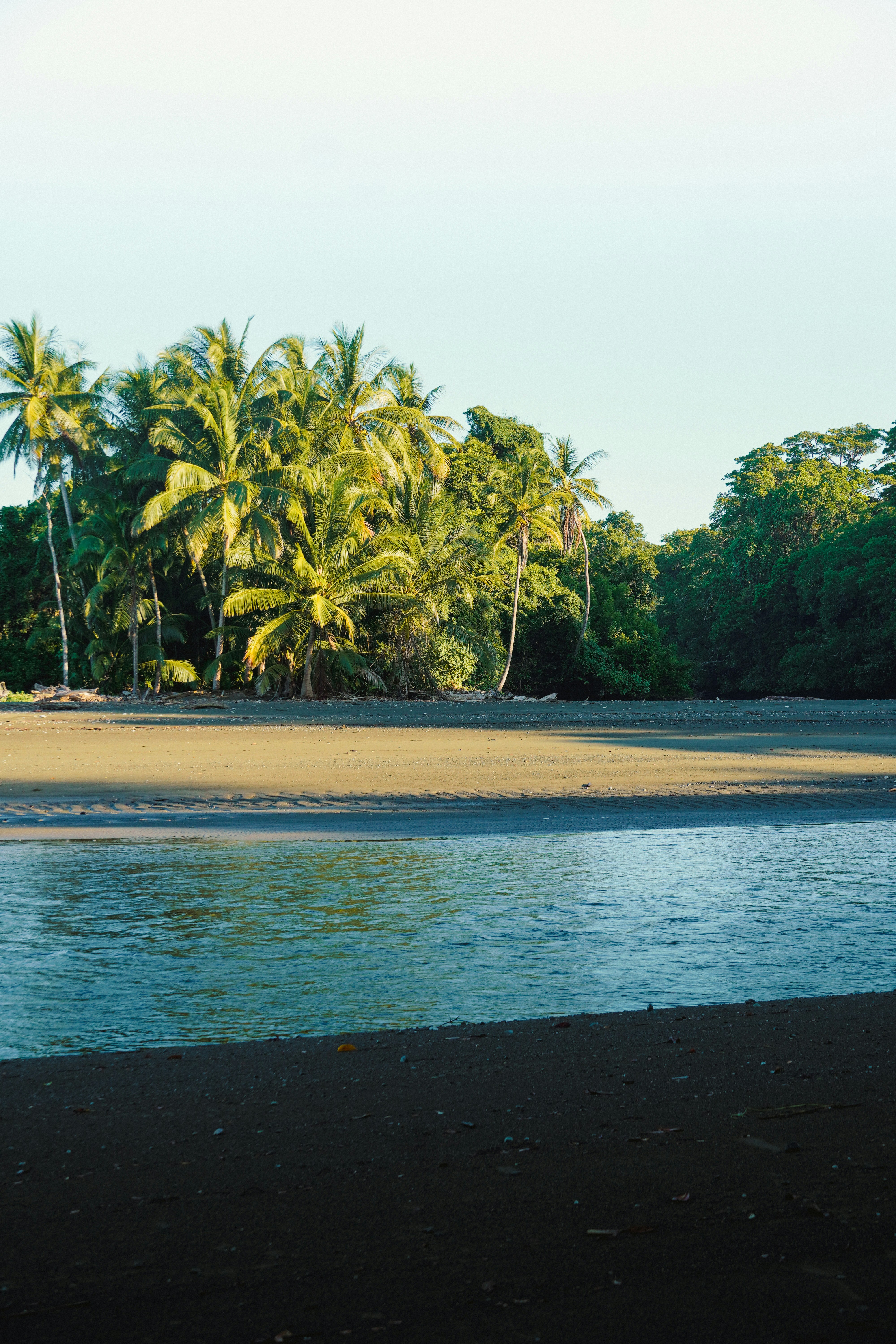 Palm Fringes by Quiet Shore