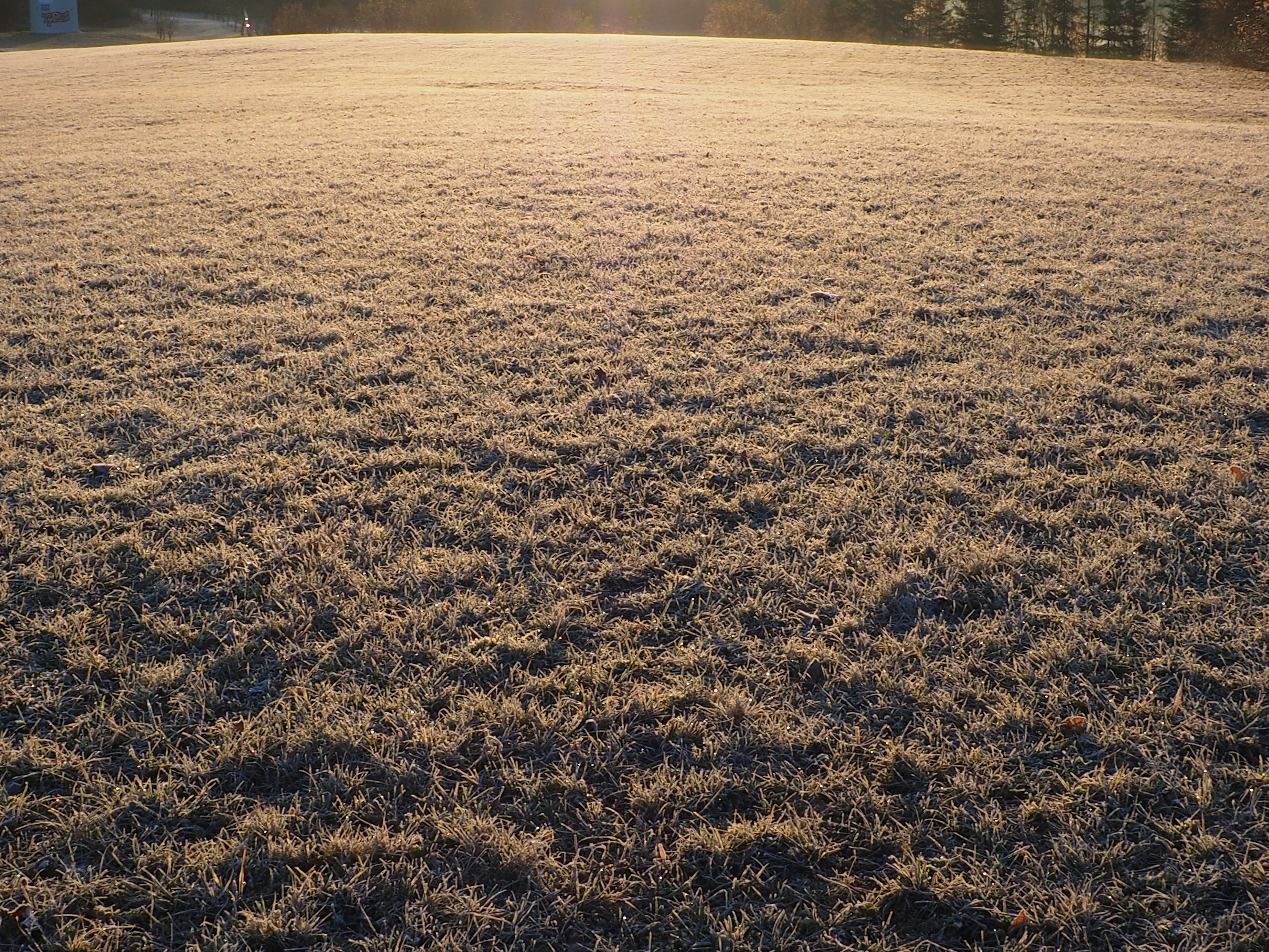 Golden Field at Dusk: A Quiet Expansive Grassscape