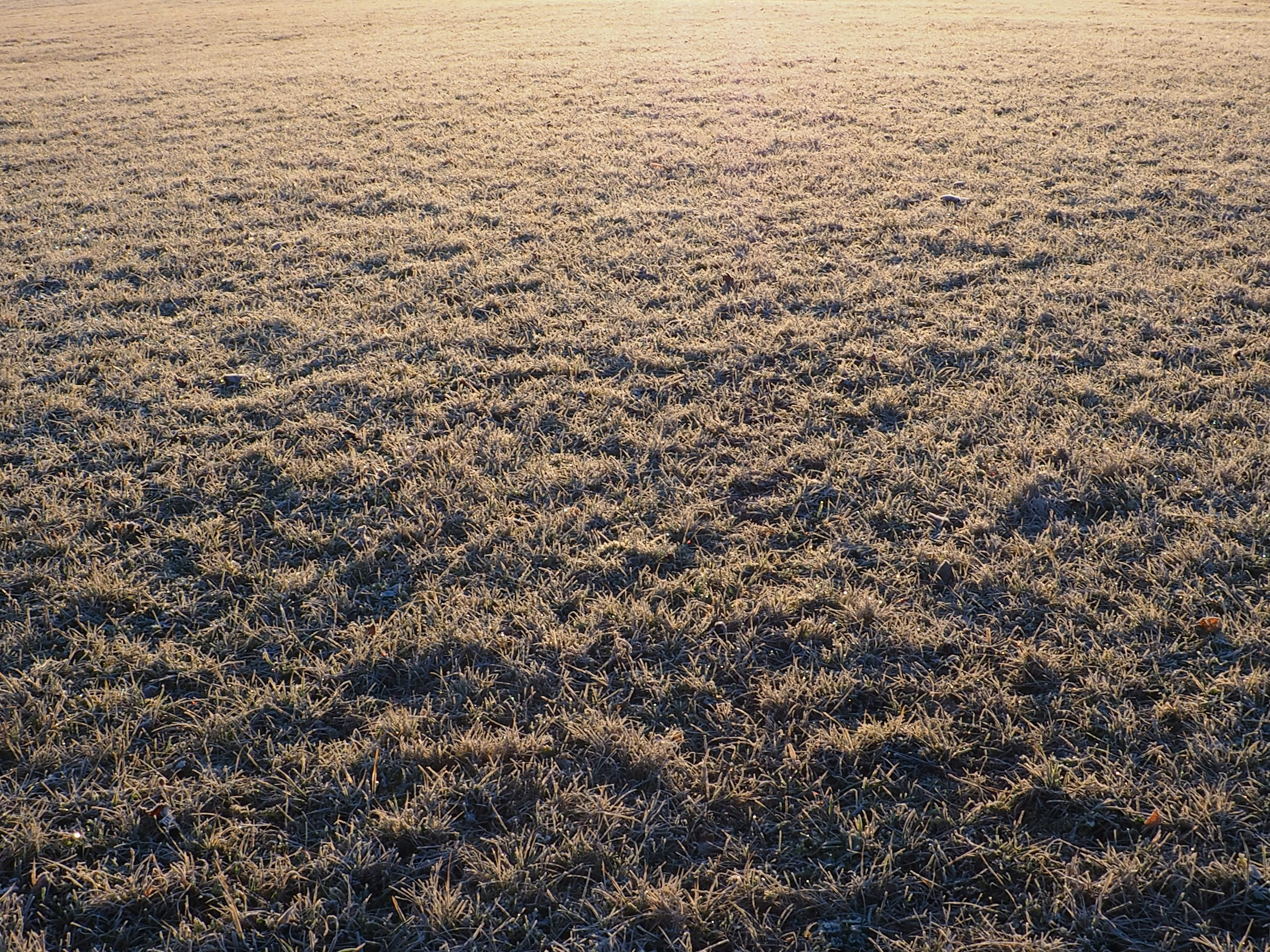 Dawn Light over Frosted Field
