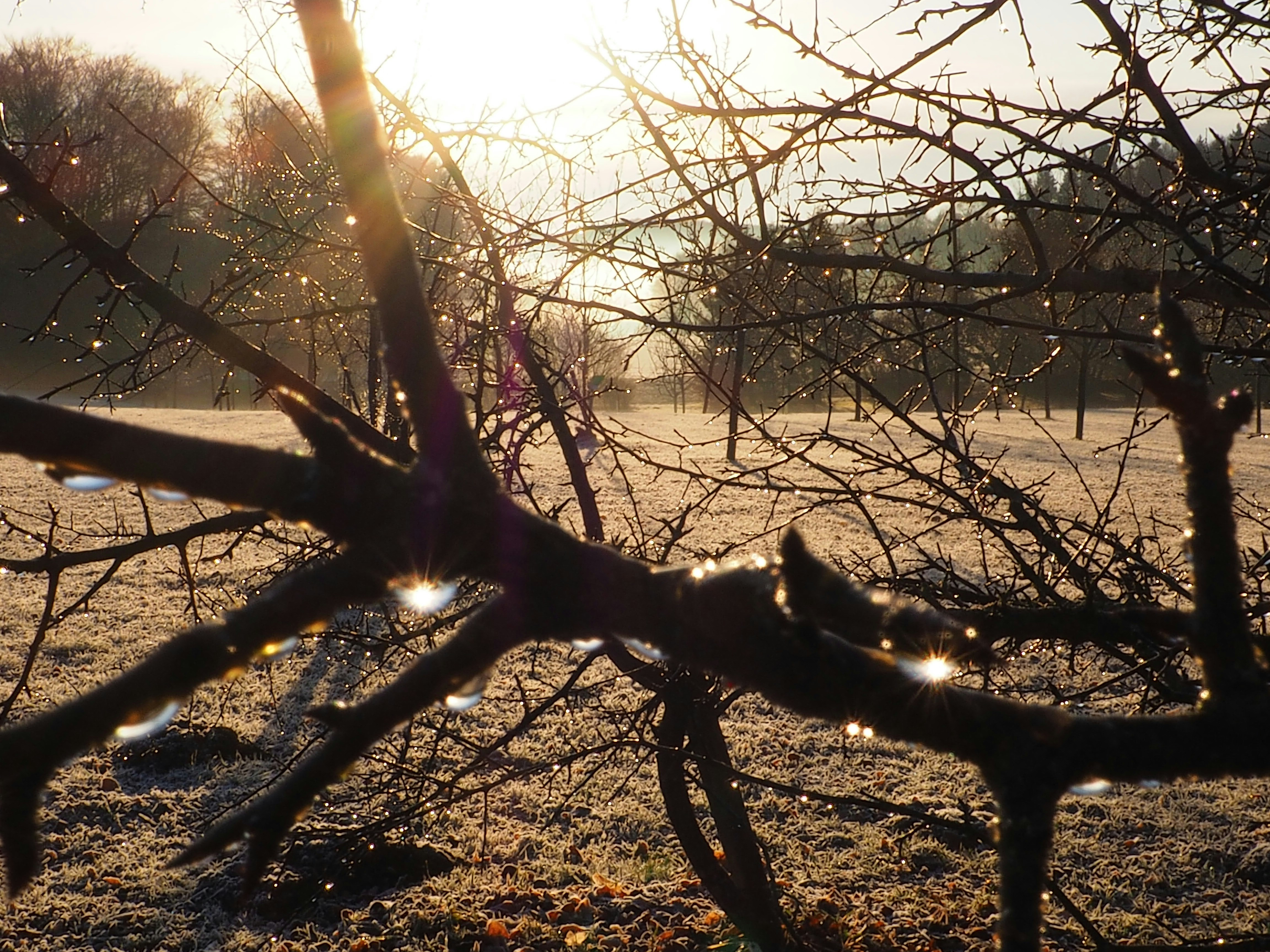 Sunlit bare branches stitch a winter morning into a star-dusted field