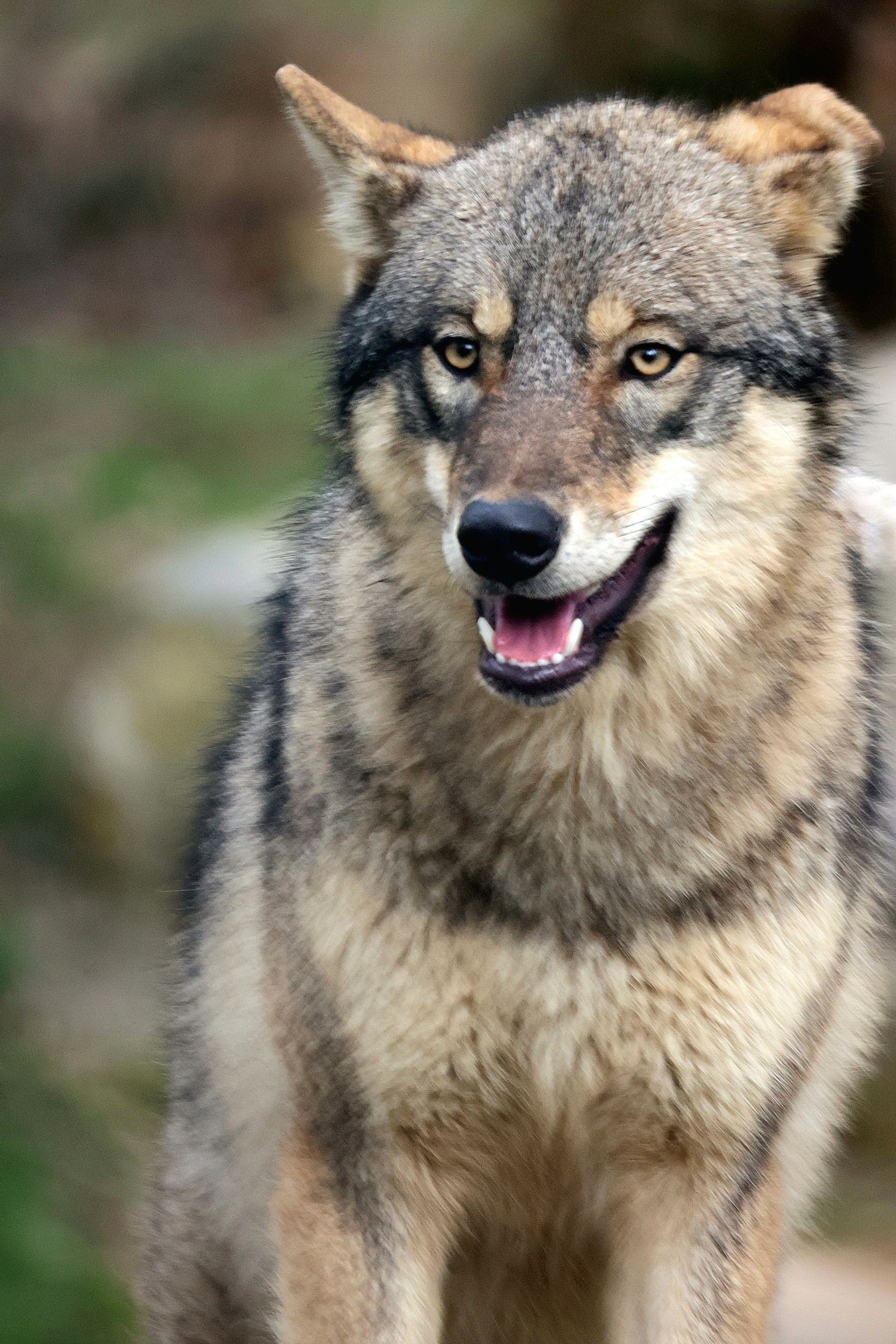 Close-in portrait of a wolf with a piercing gaze and open mouth against a natural backdrop. This image emphasizes the animal's expression and fur texture, suitable for wildlife focus studies.