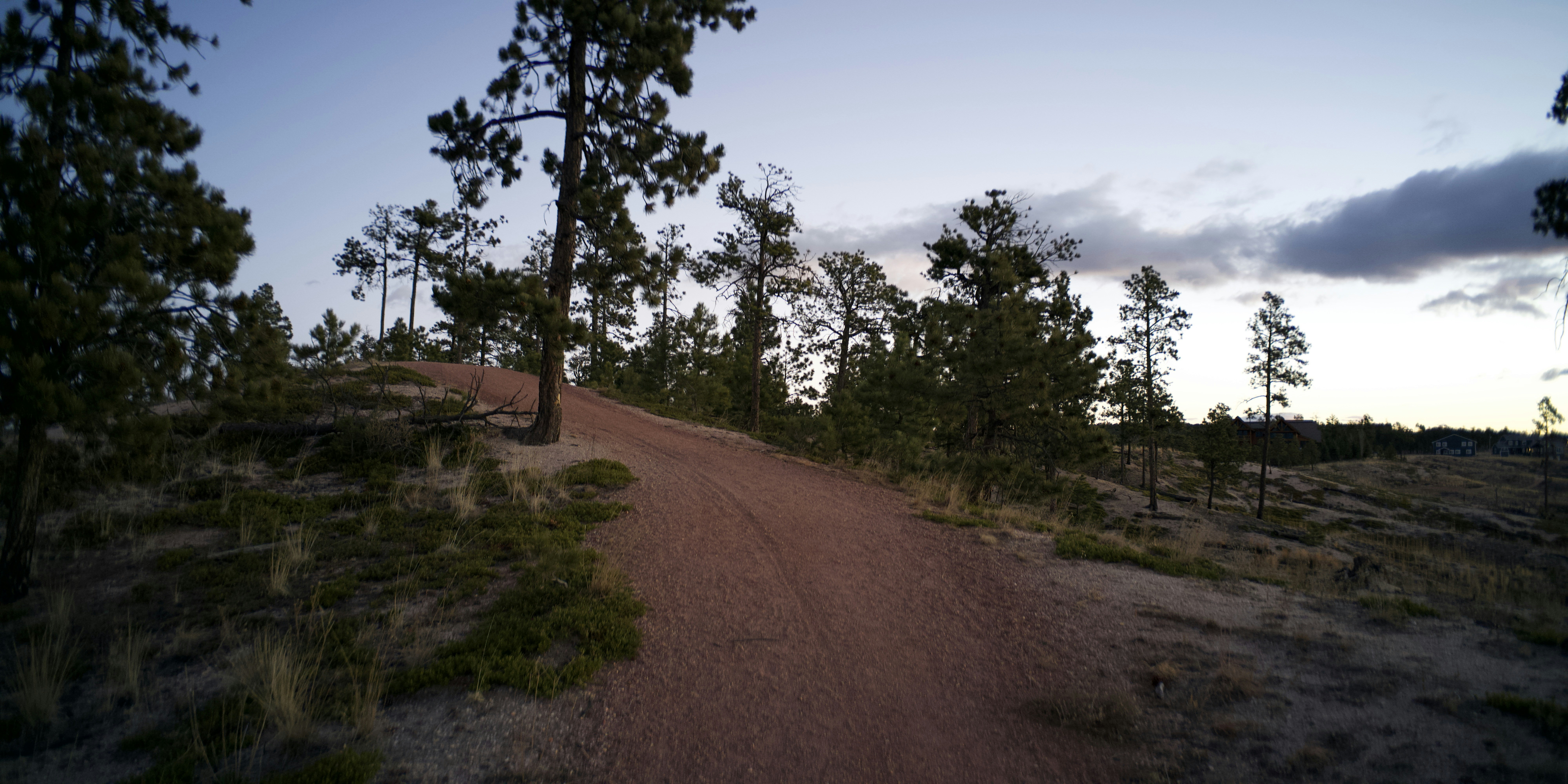 Trail into the pine-sprinkled horizon at dusk