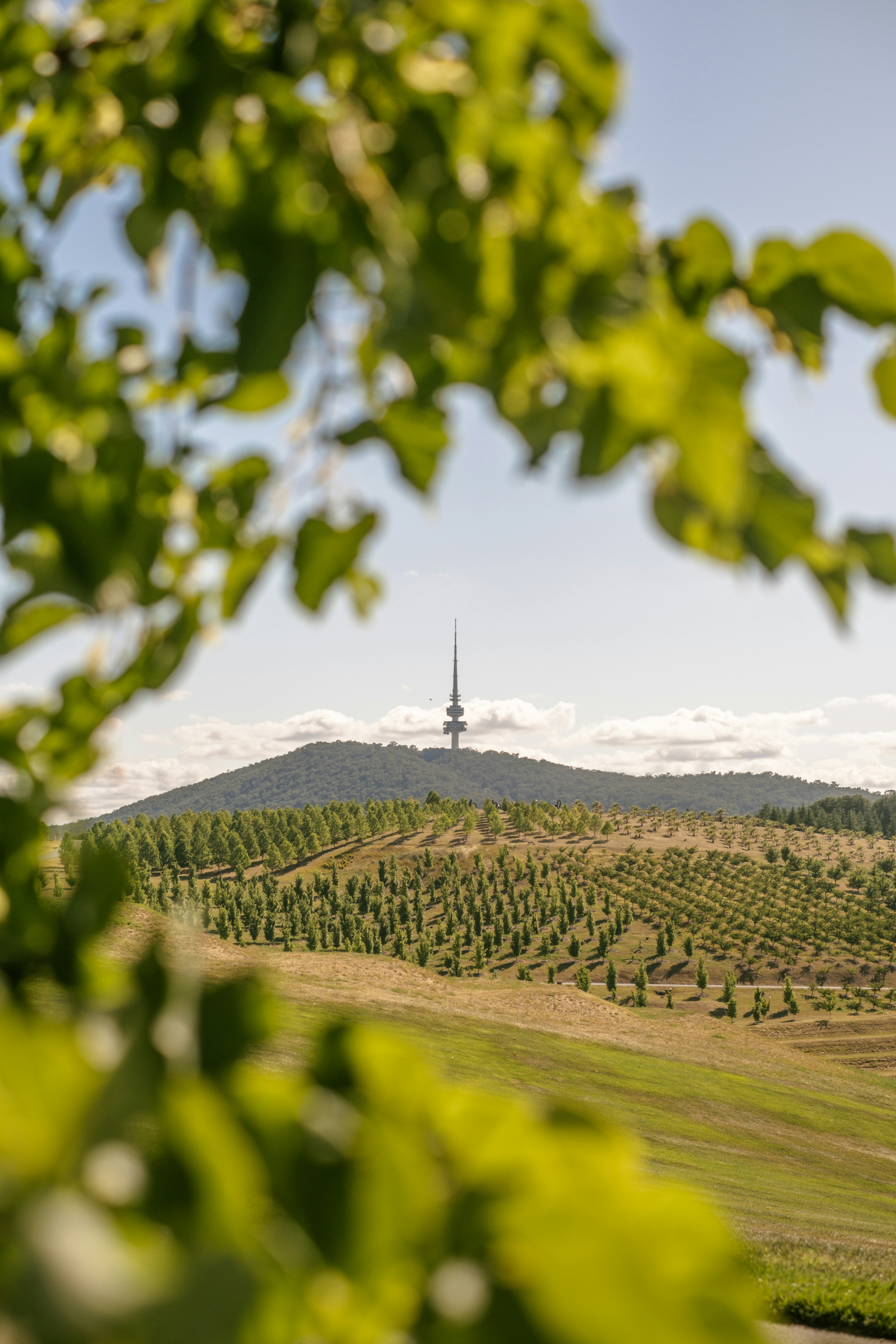 Canon of Hills: A distant antenna crowns a sunlit olive-labeled panorama