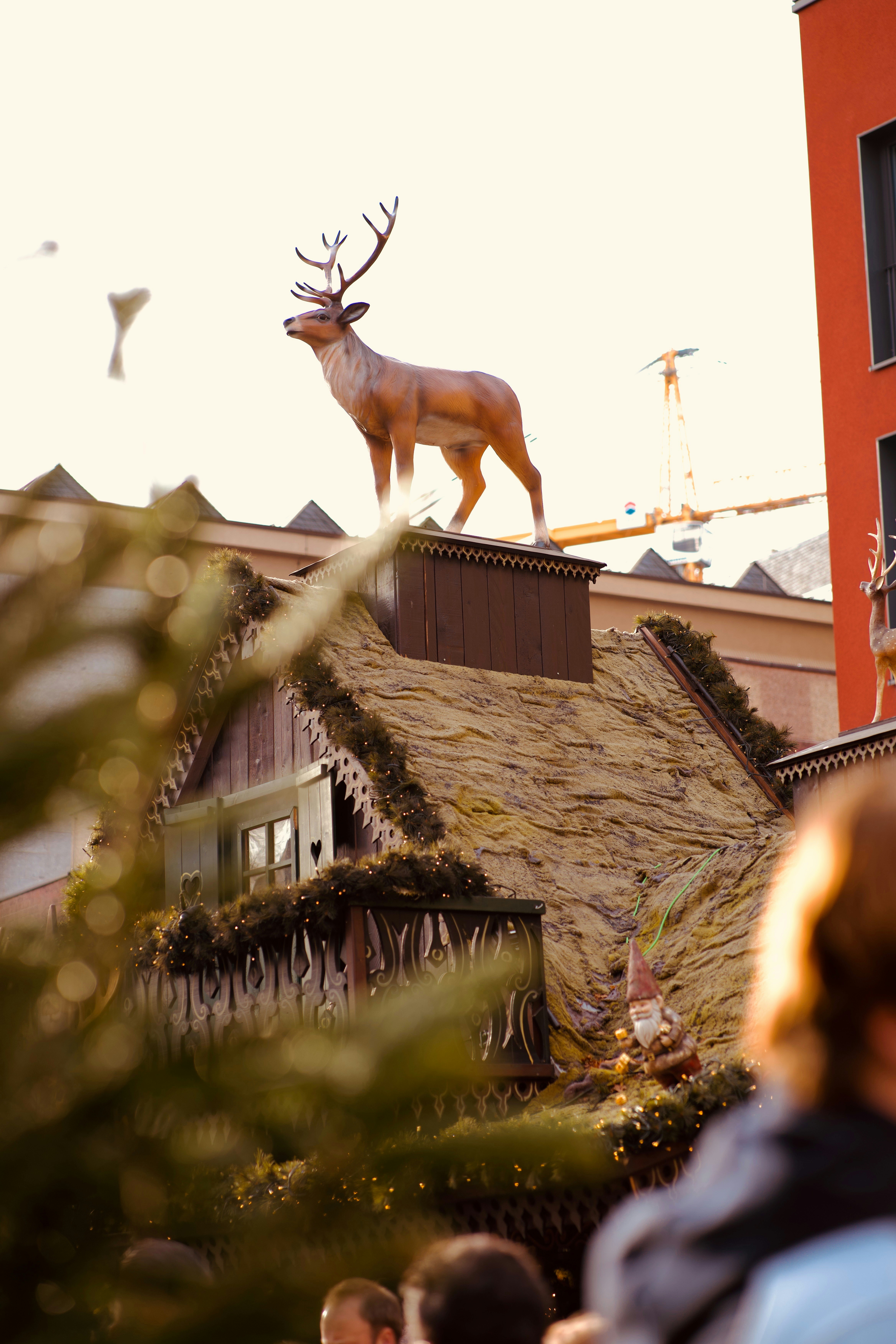 A deer-topped ridge: statue-like standoff above festive rooftops