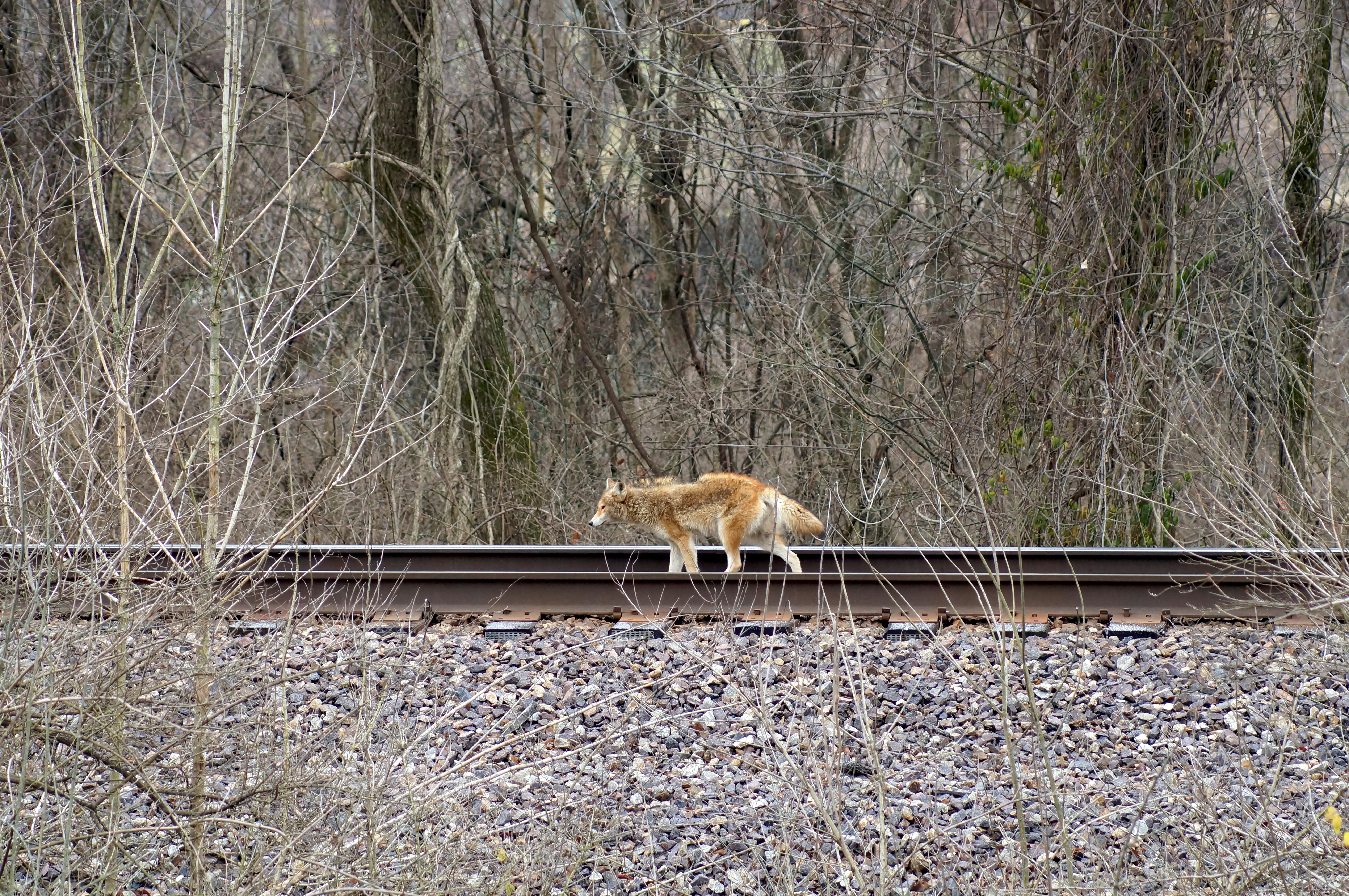  solitary fox strides along rusted rail at the edge of a bare thicket