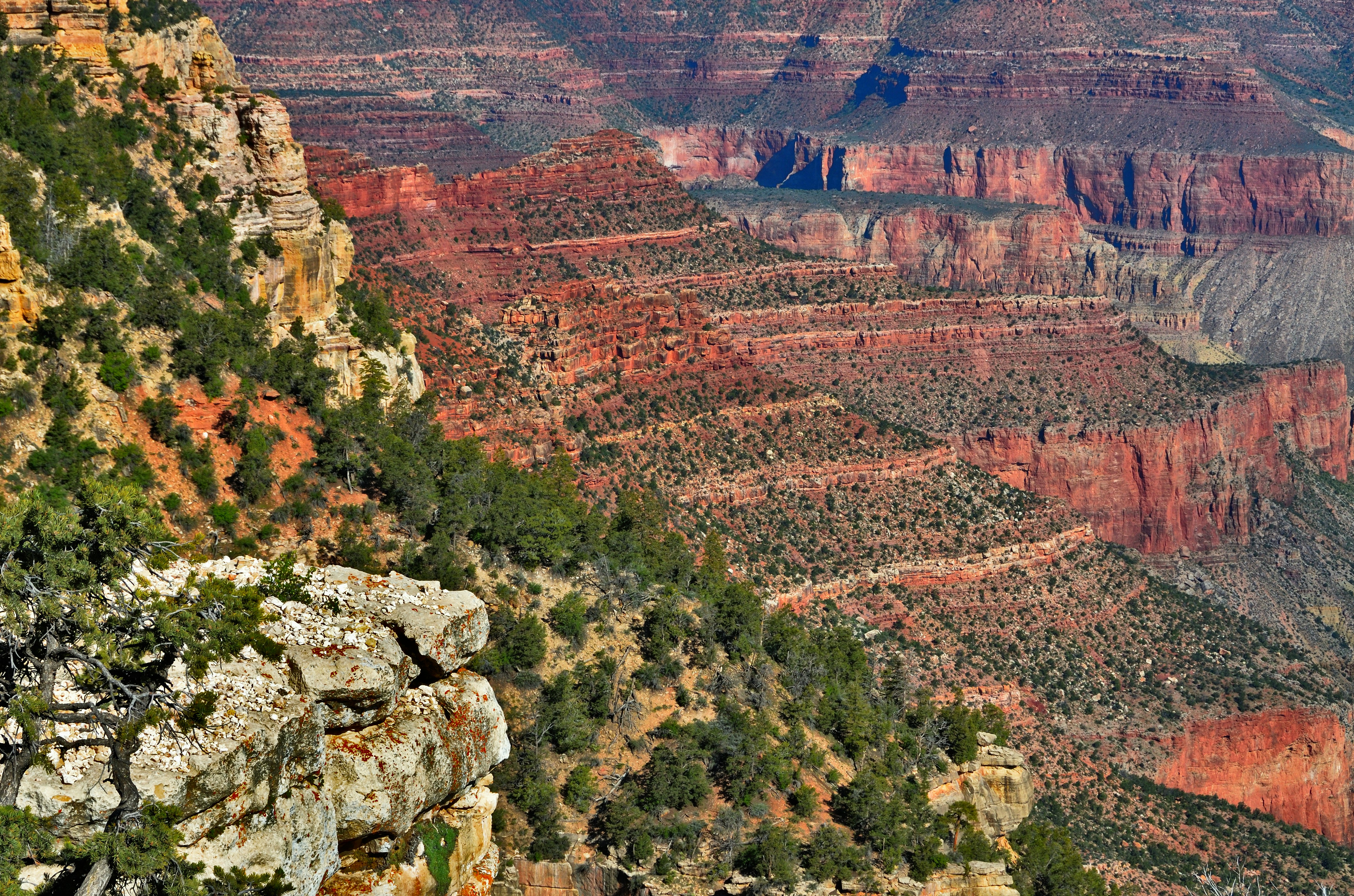 Edge of the Canyon: perched pine and layered cliffs