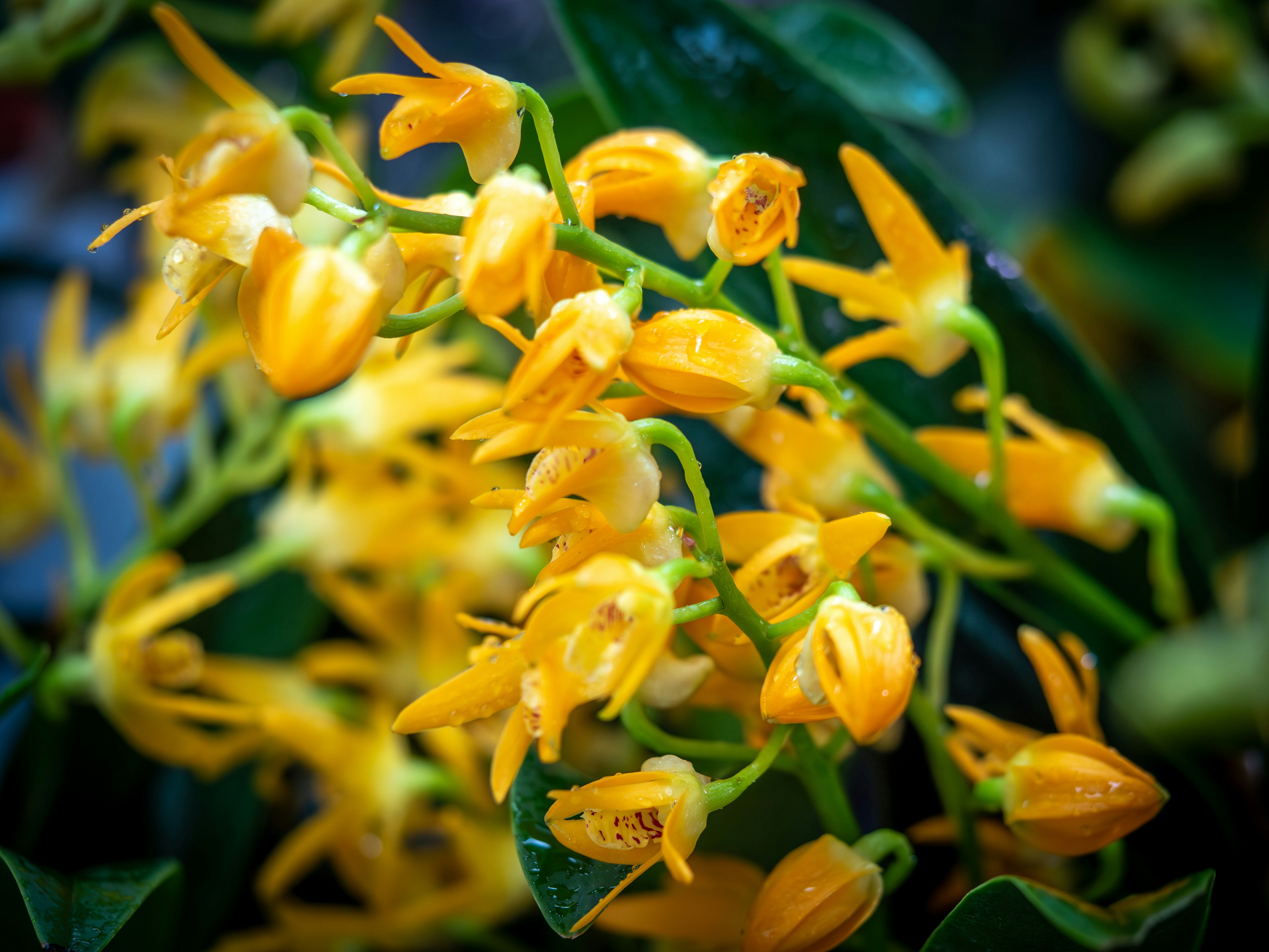 Golden orchid cluster in a vivid garden blaze