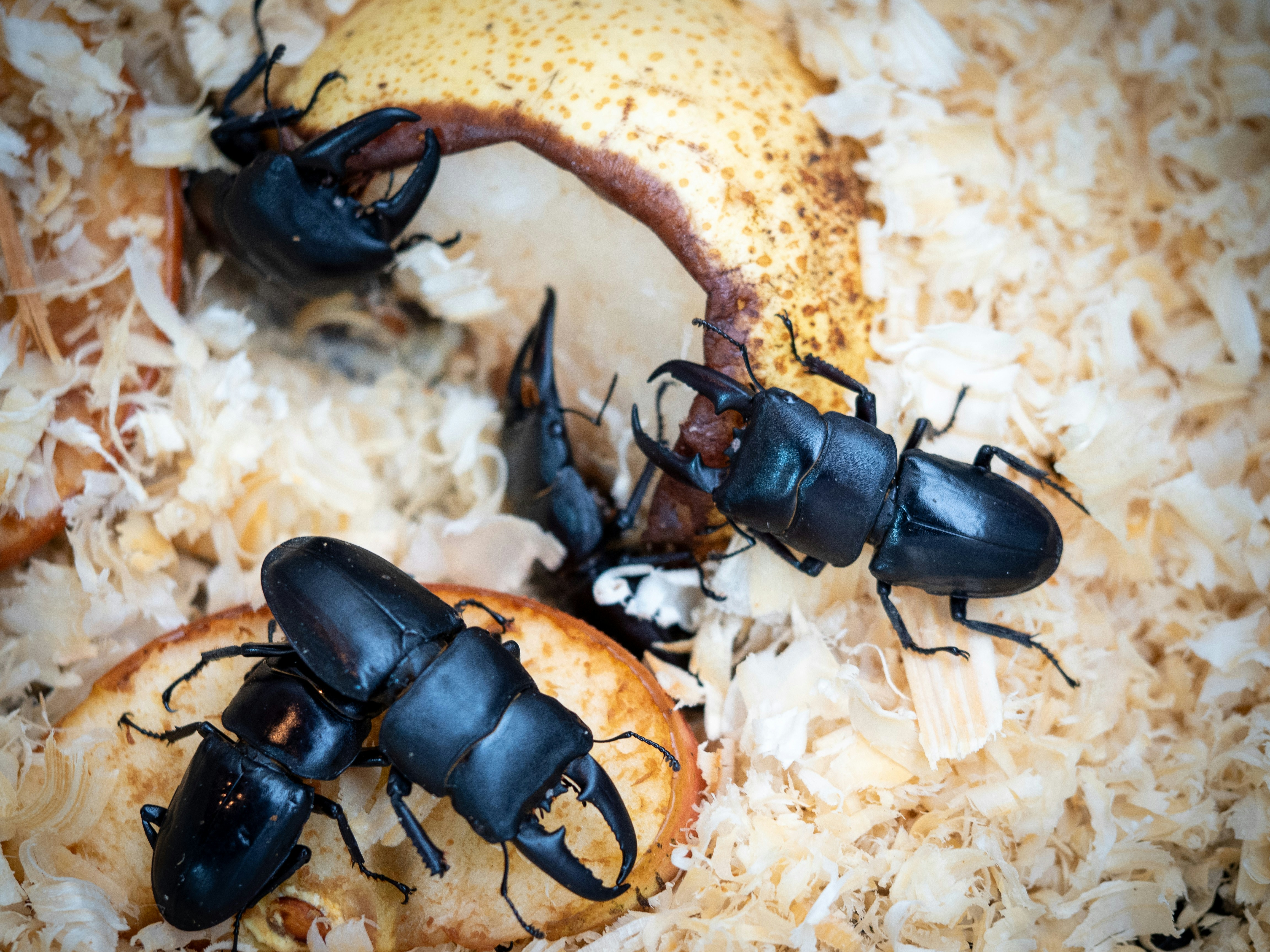 Midnight Custodians of Wood Shavings