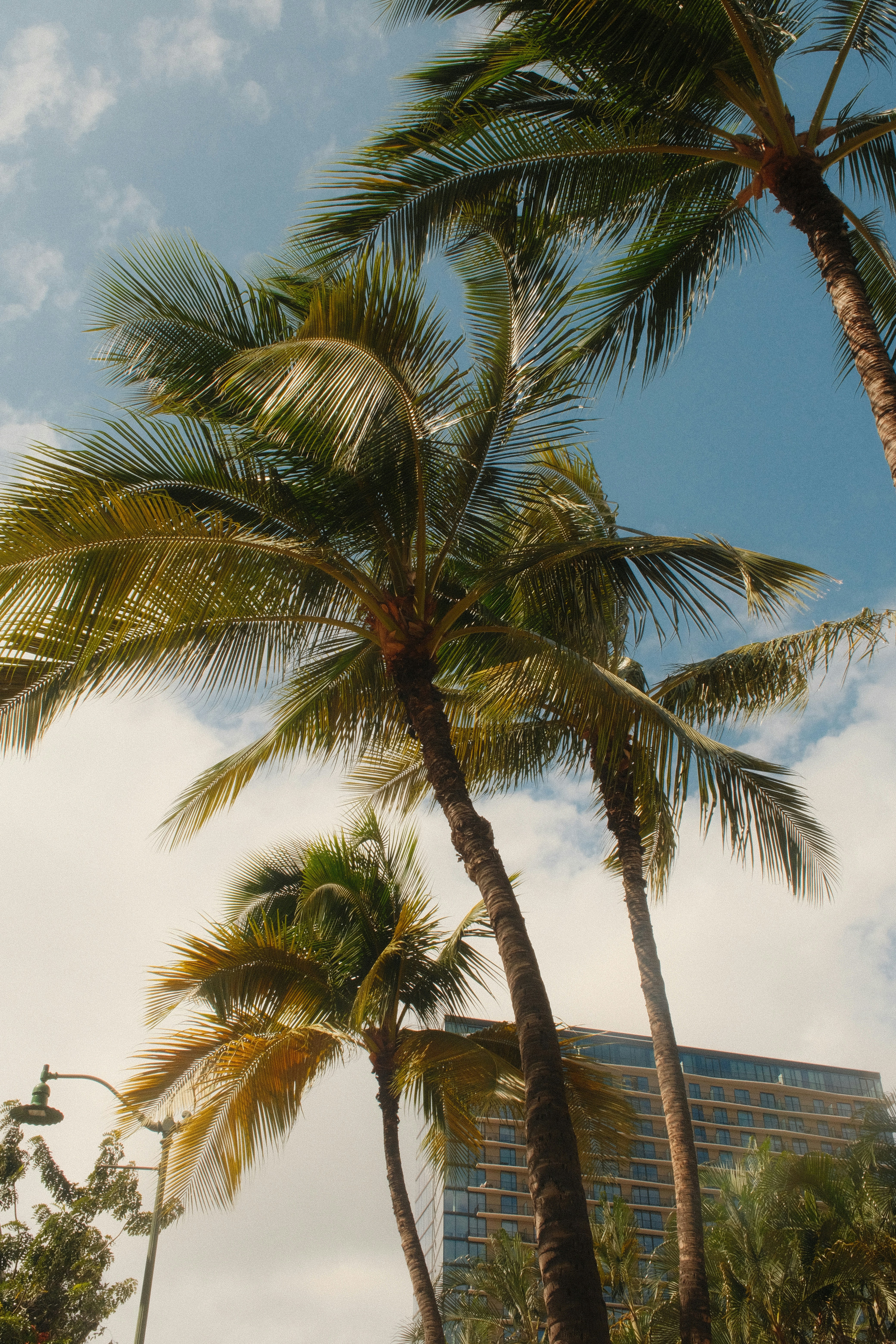 Palm Canopy Overhead at Sunny Urban Shoreline