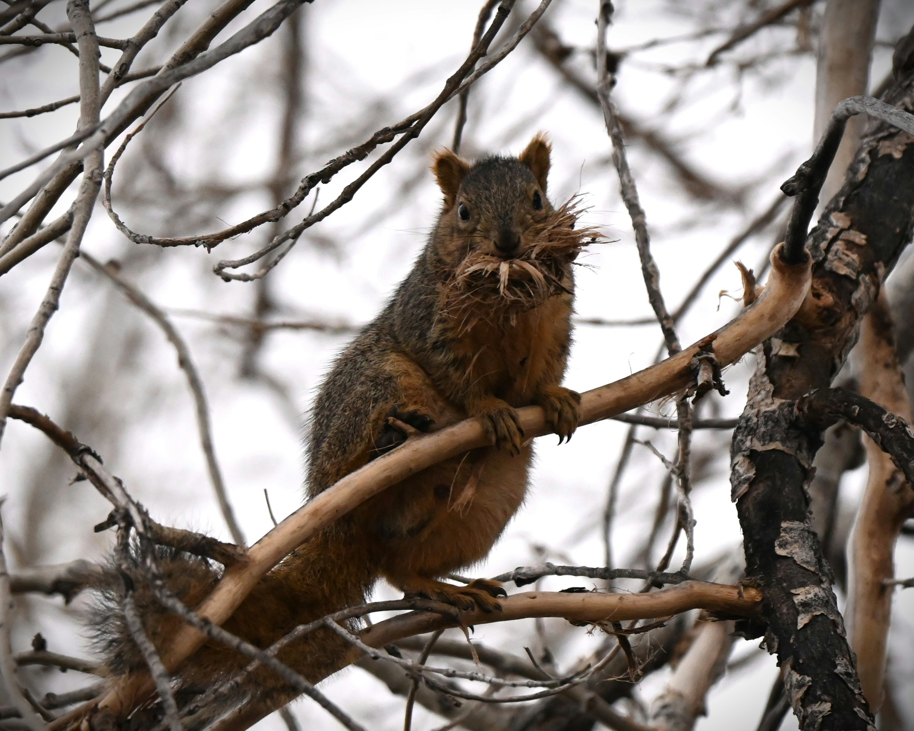 Squirrel Sentinel in Winter Whorl