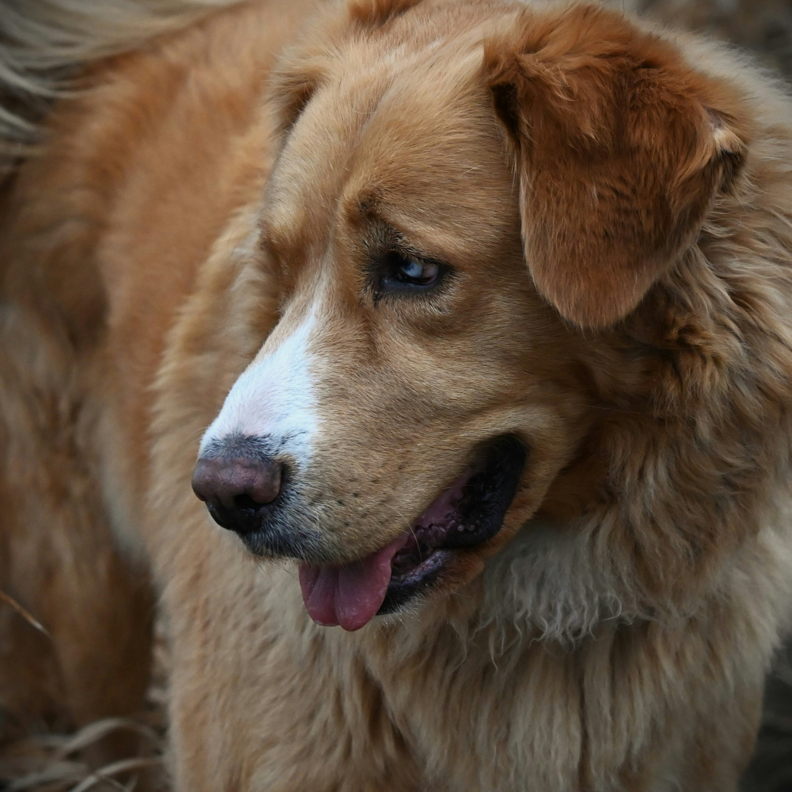 Gentle Golden: A Moment of Whimsy in Soft Evening Light
