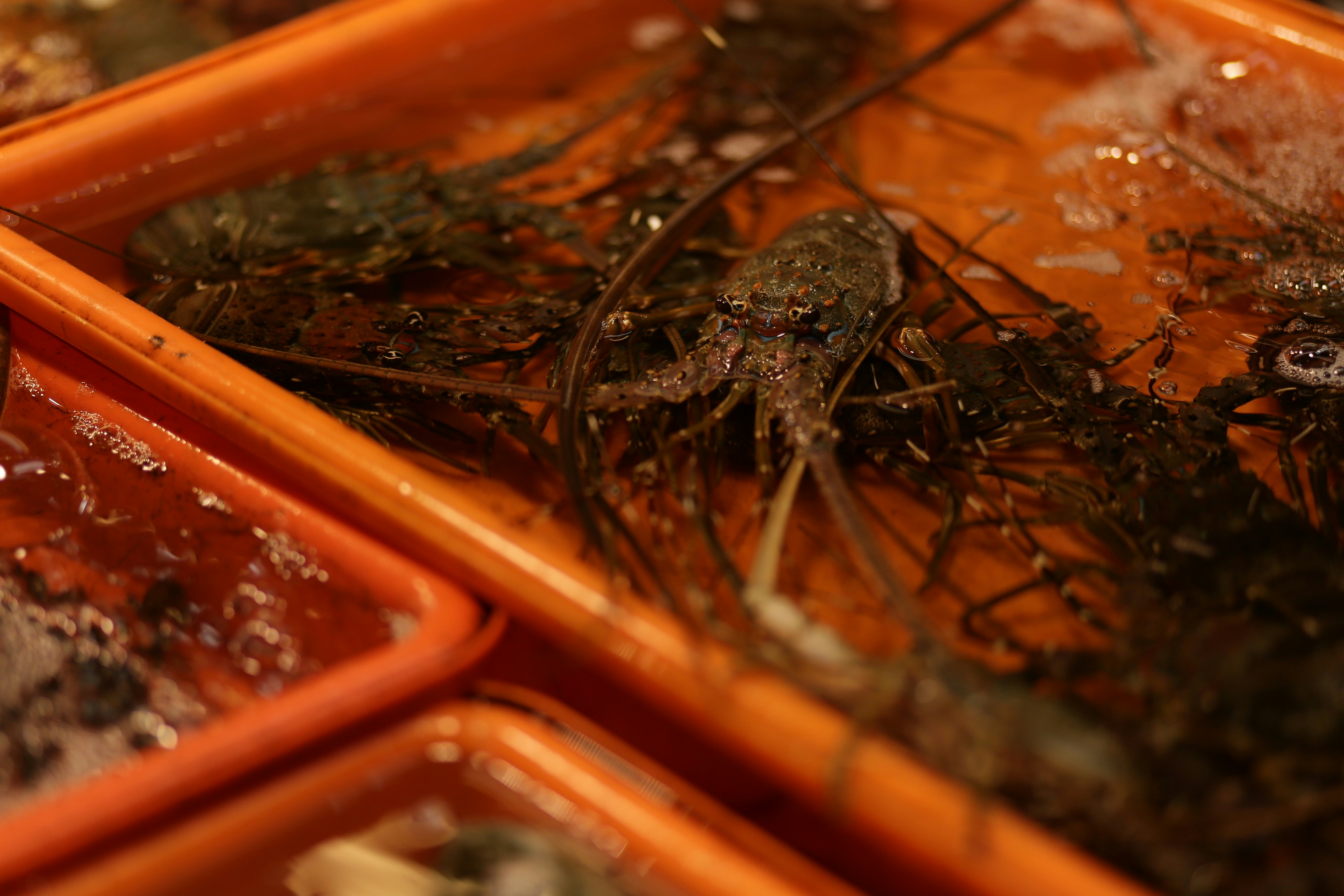 Lobster in a Shallow Tide of Red Trays