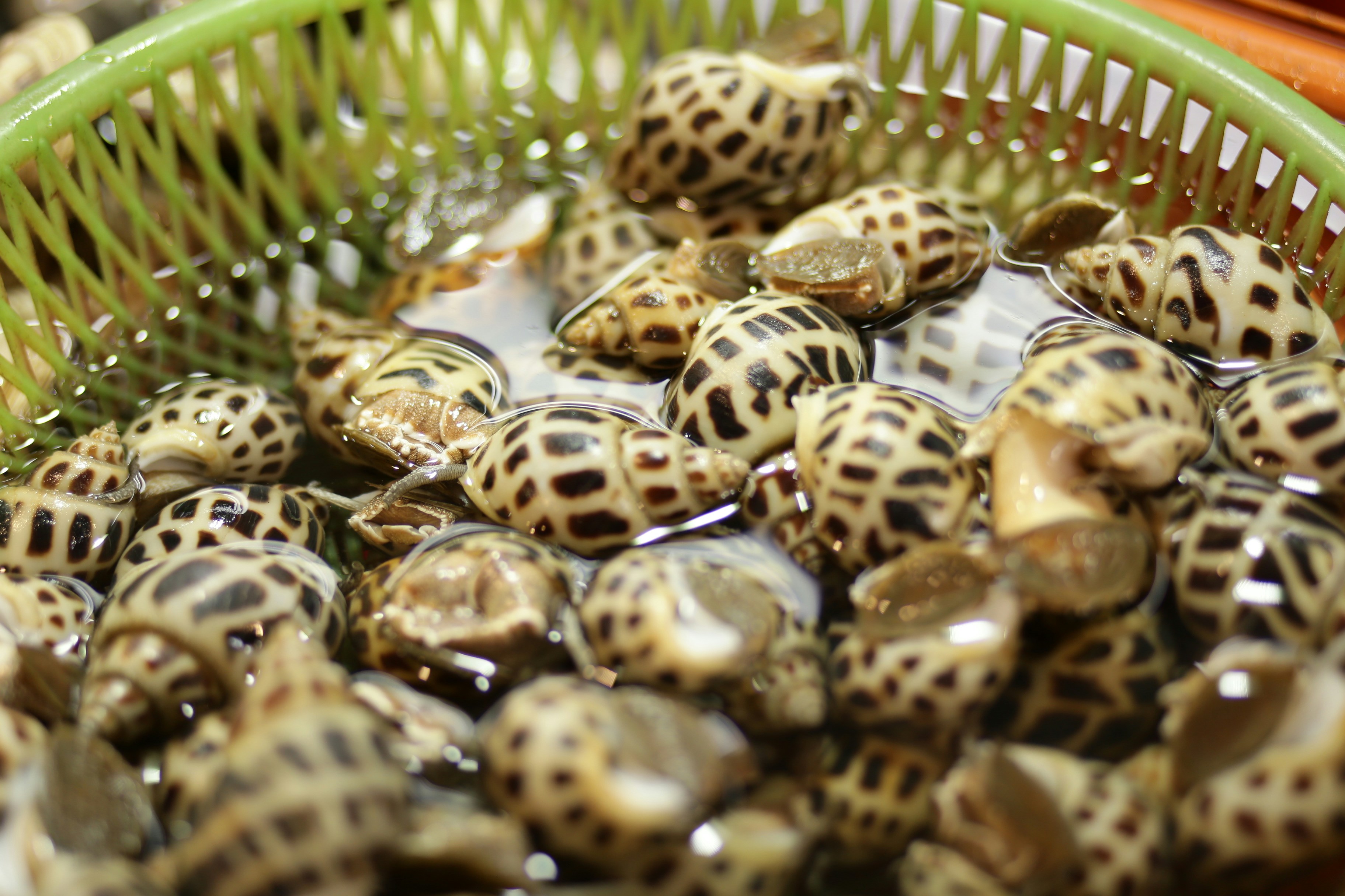Close-up Basket of Leopard Snails in Fresh Water