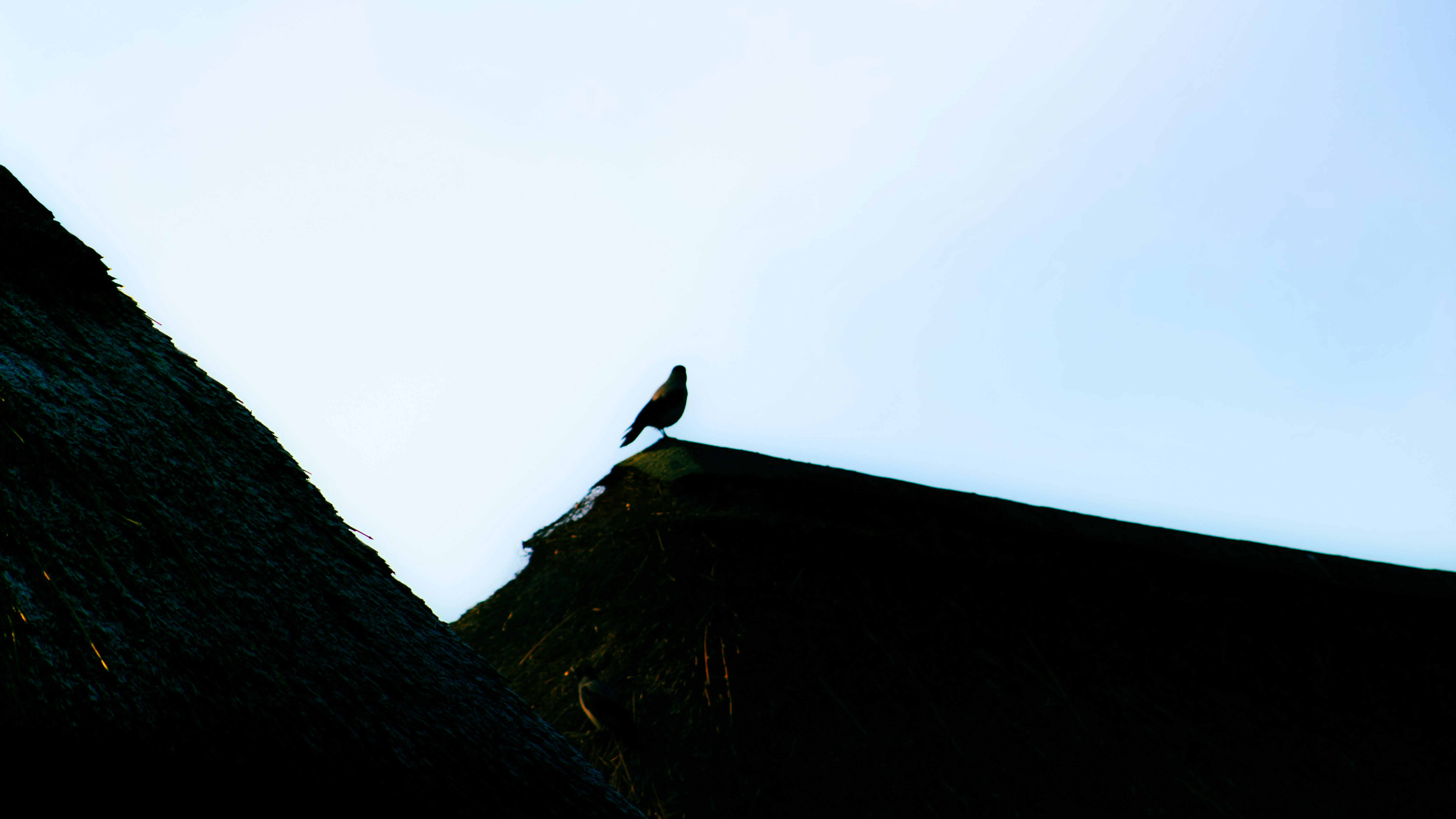 A Lone Bird Perches on the Ridge at Dusk