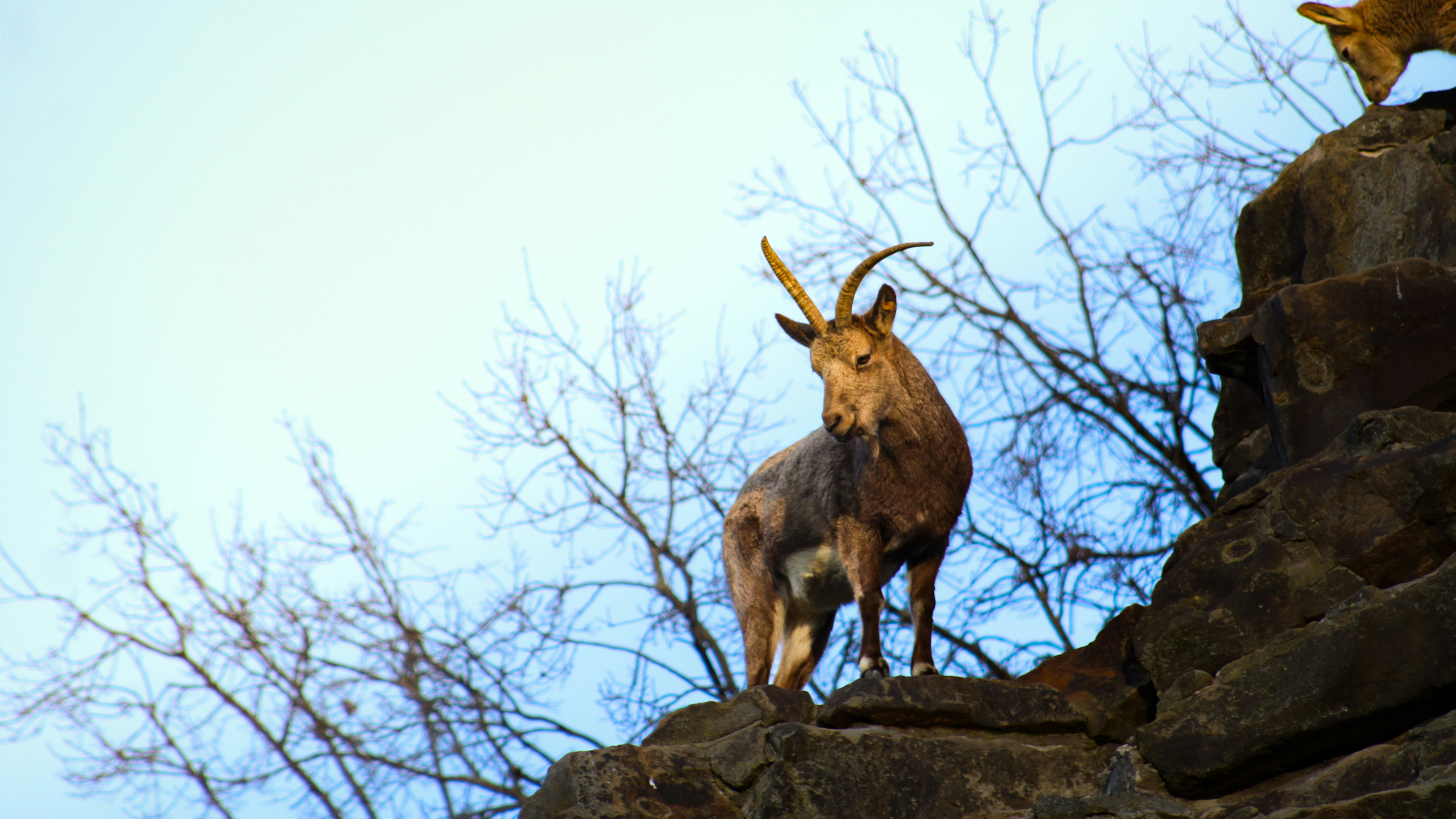 Goat on the Ridge: A Striking Stare Above the Crag