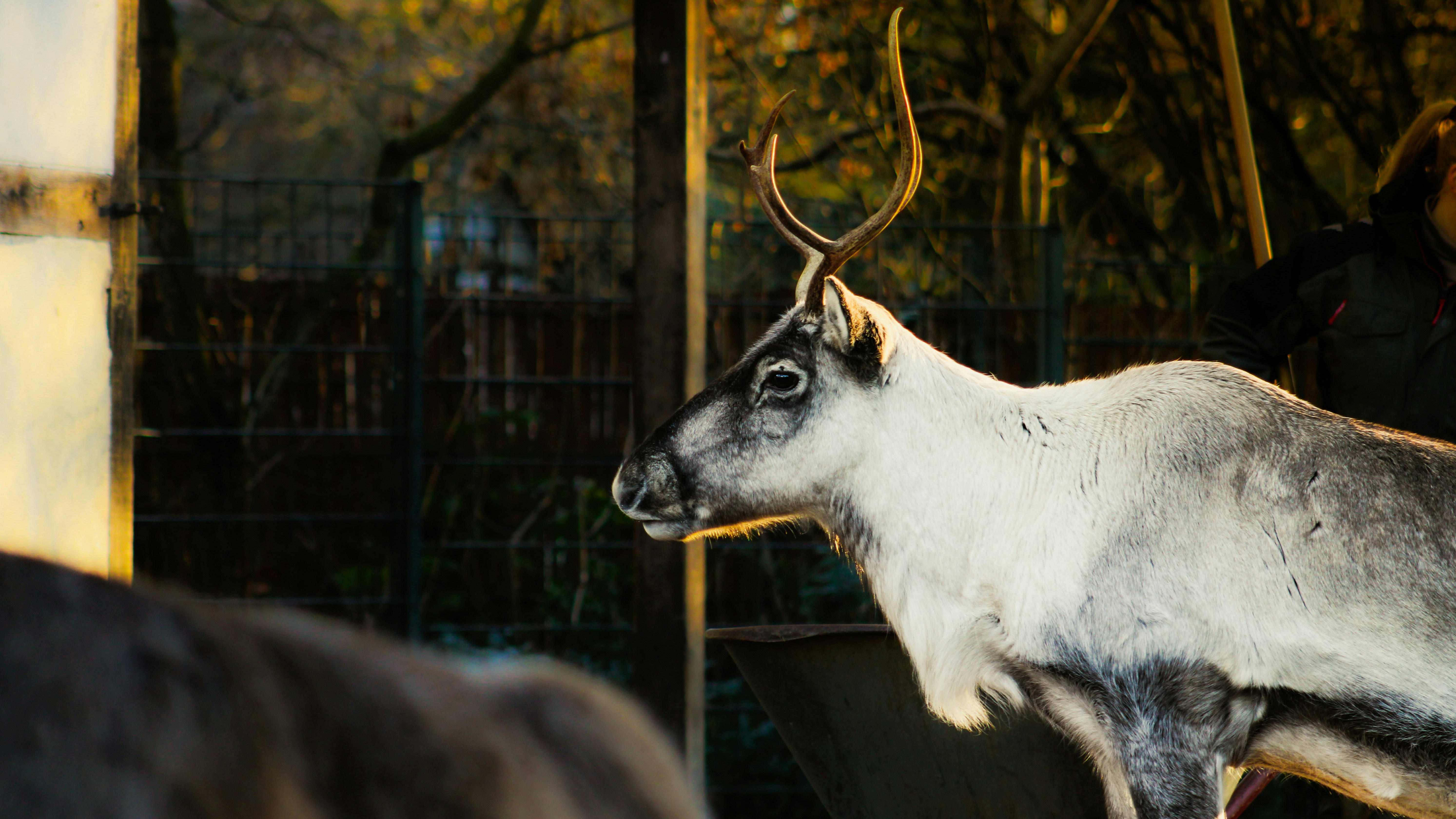 Sunlit Equestrian Gaze Across a Fenced Field