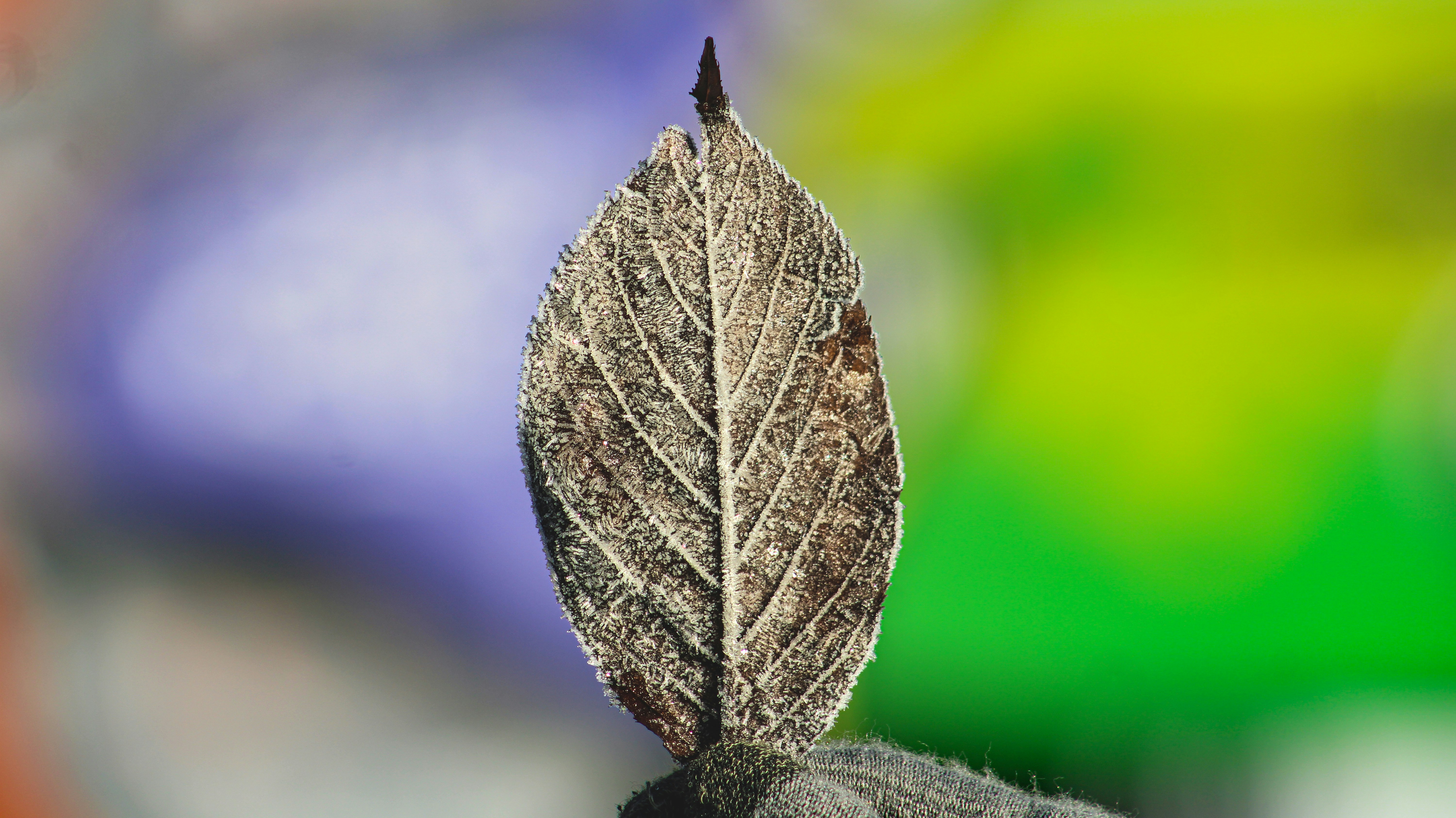 Frosted Leaf Portrait: A Crisp Close-Up of a Grounded Vein