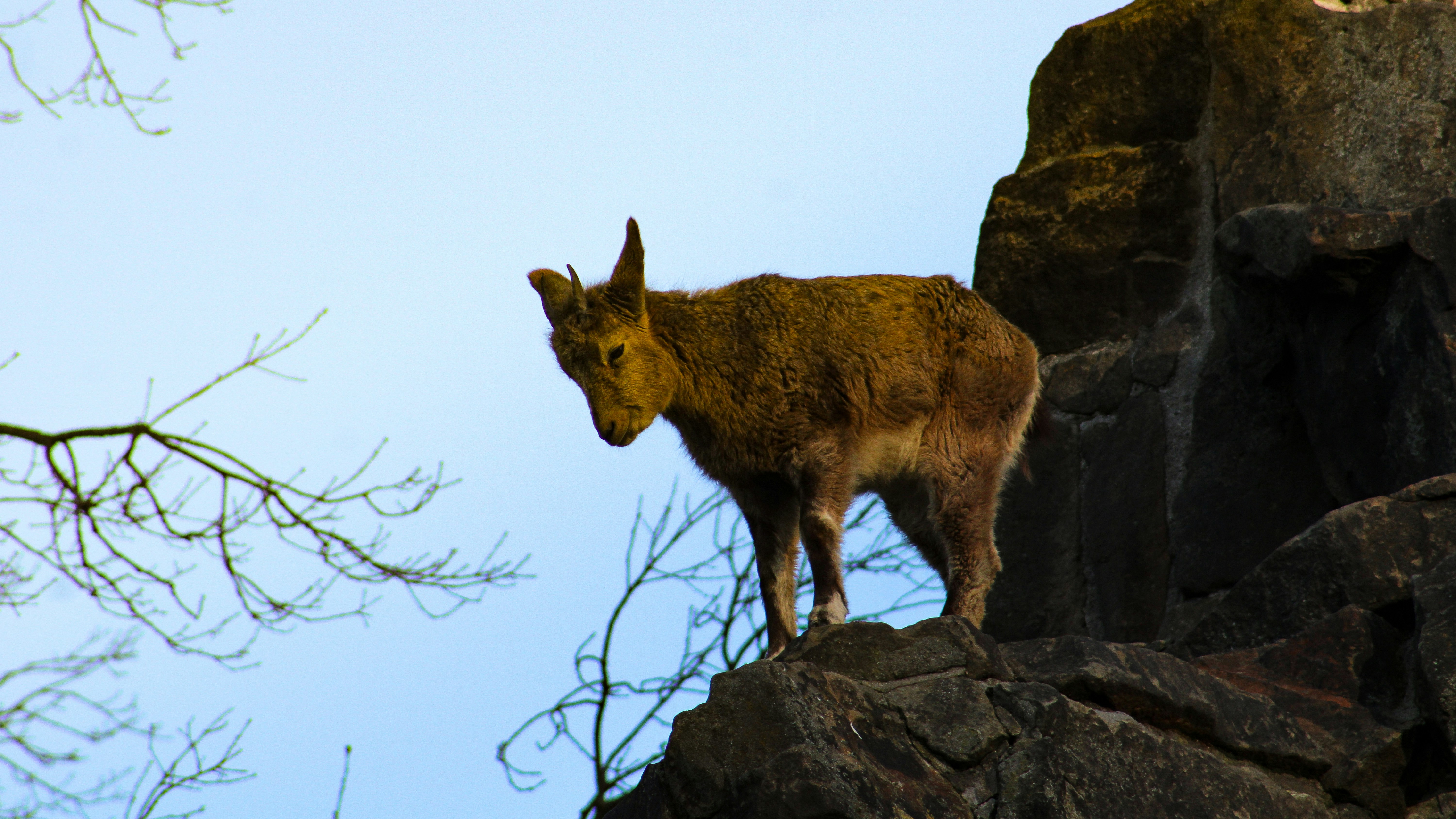 Hawkish Dominance: A Mountain Goat Standing Guard on Craggy Ridge