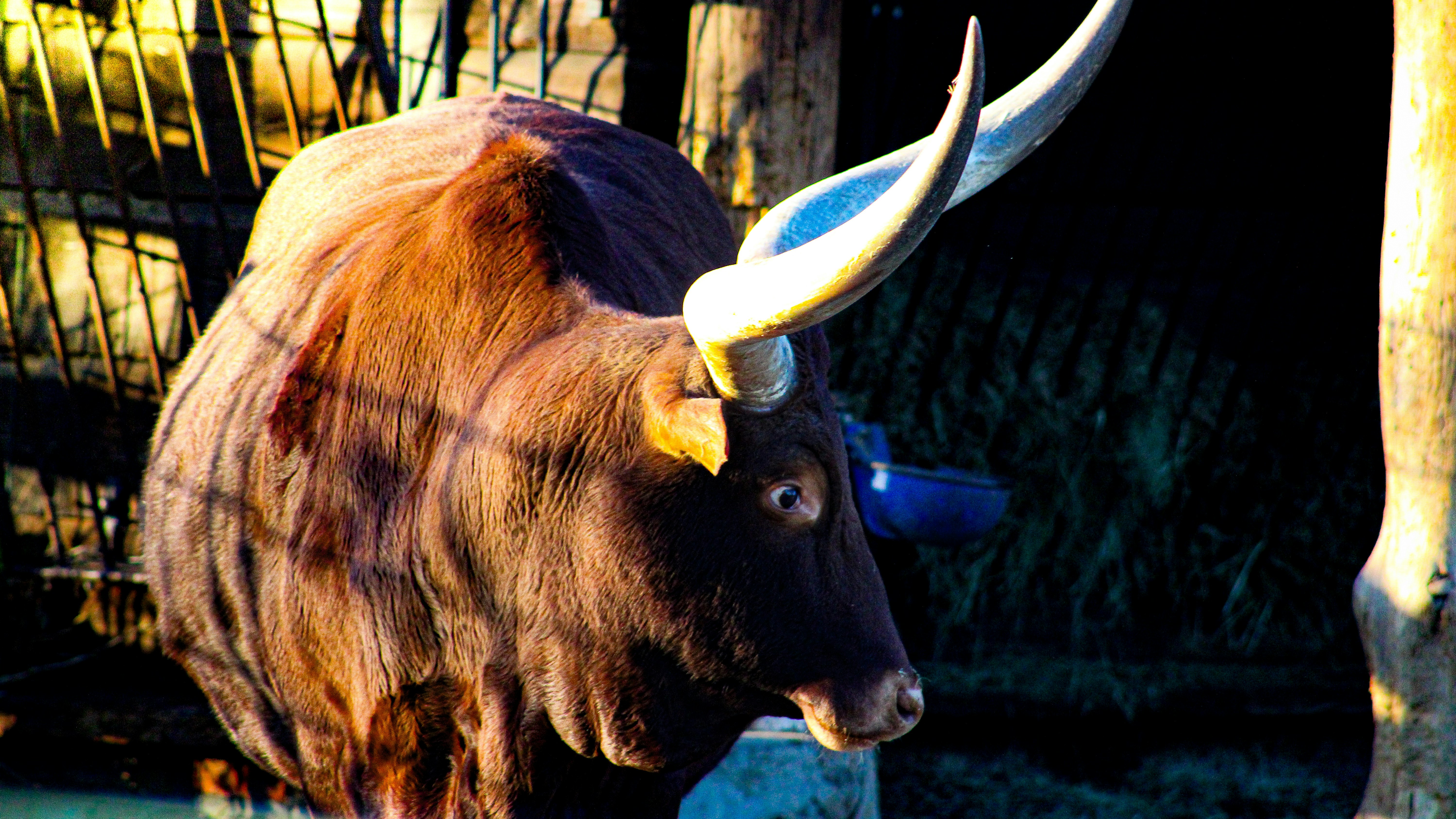 Bull in a Sunlit Pen: A Close-Up with Horns and Stormy Light