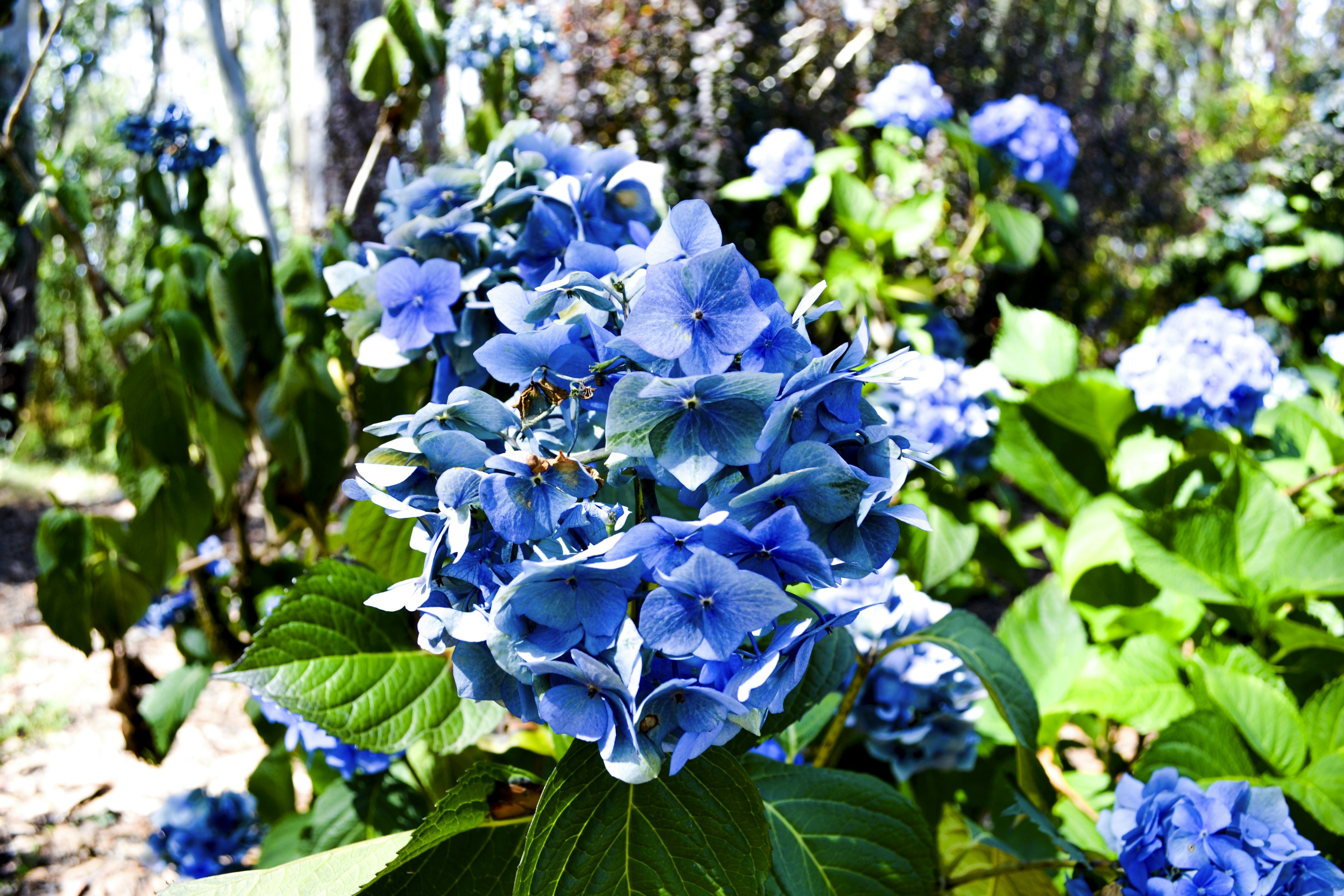 Blue Hydrangea Burst in Sunlit Garden