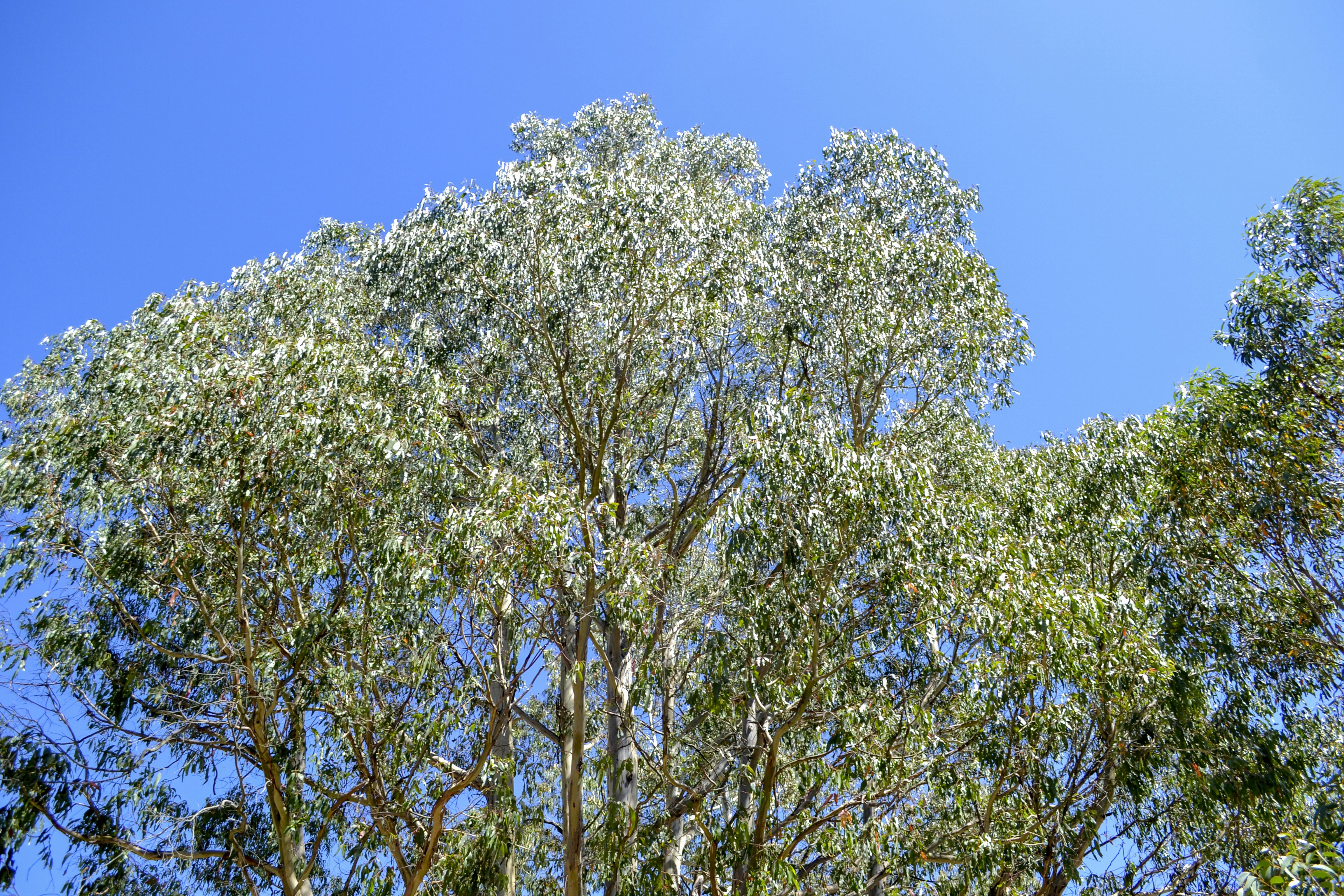 Crown of blue sky and leafy canopy