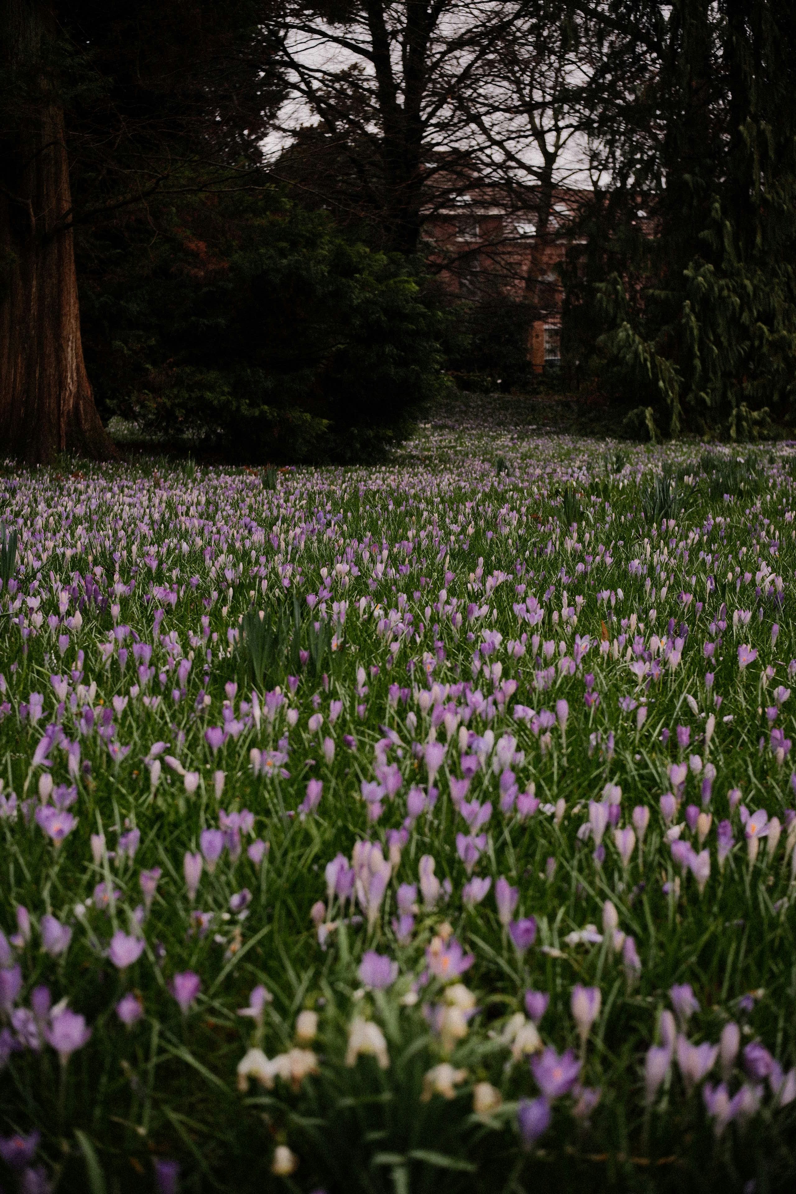 Purple Carpet: A Quiet Spring Field Under Shadowed Trees