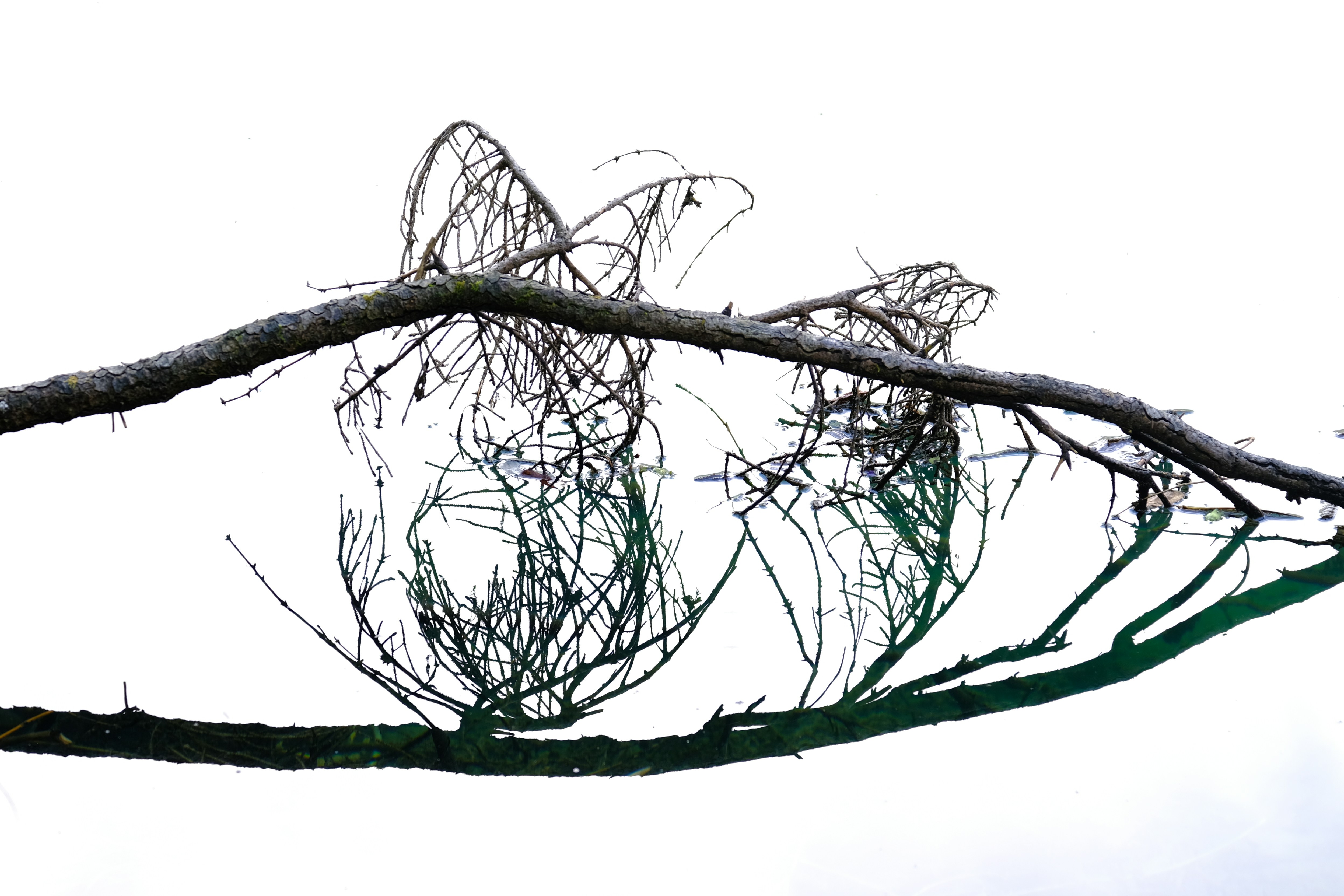 Echoes of a Tangled Wing