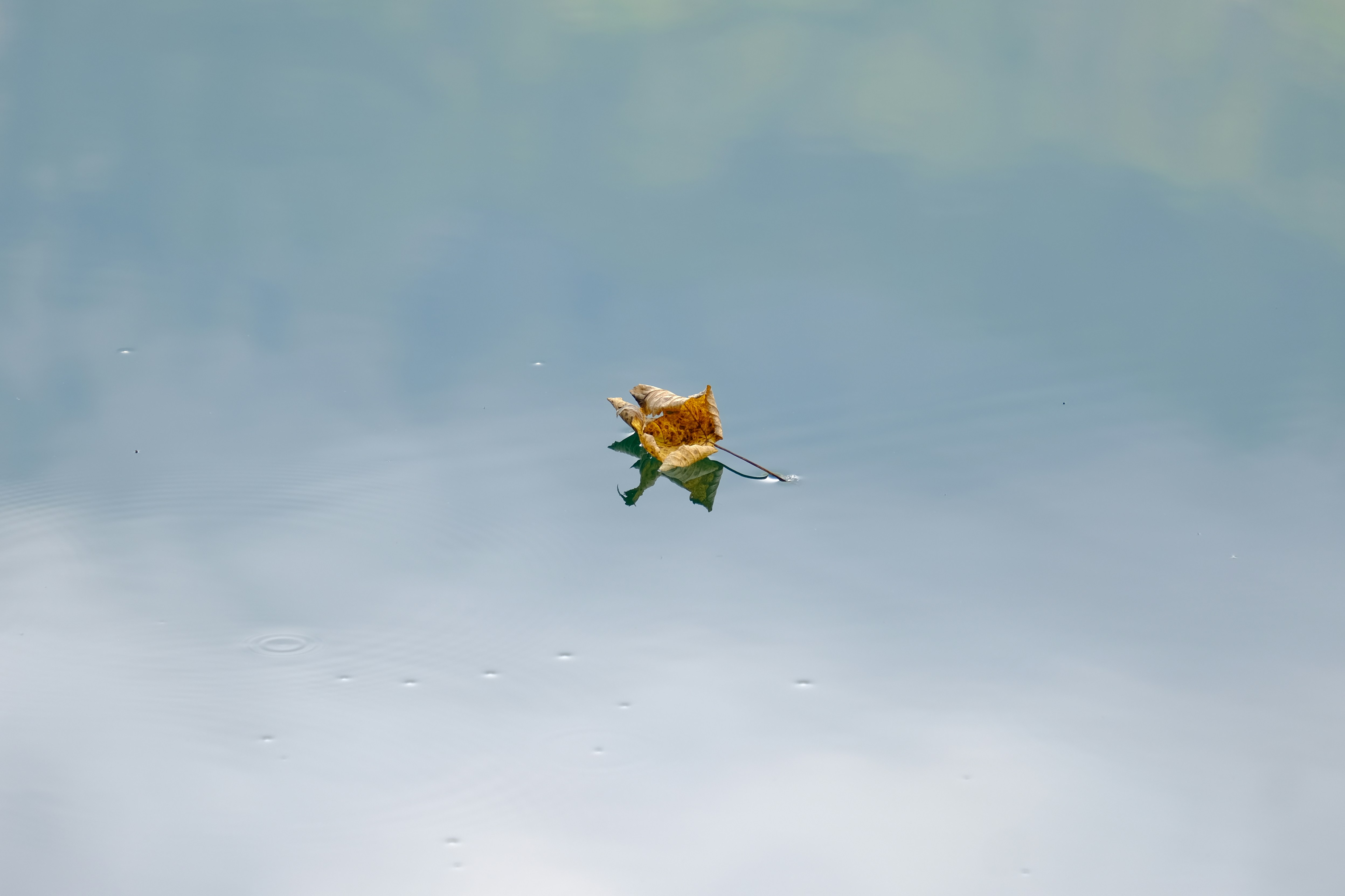 Floating maple relic: lone leaf drift on glassy water