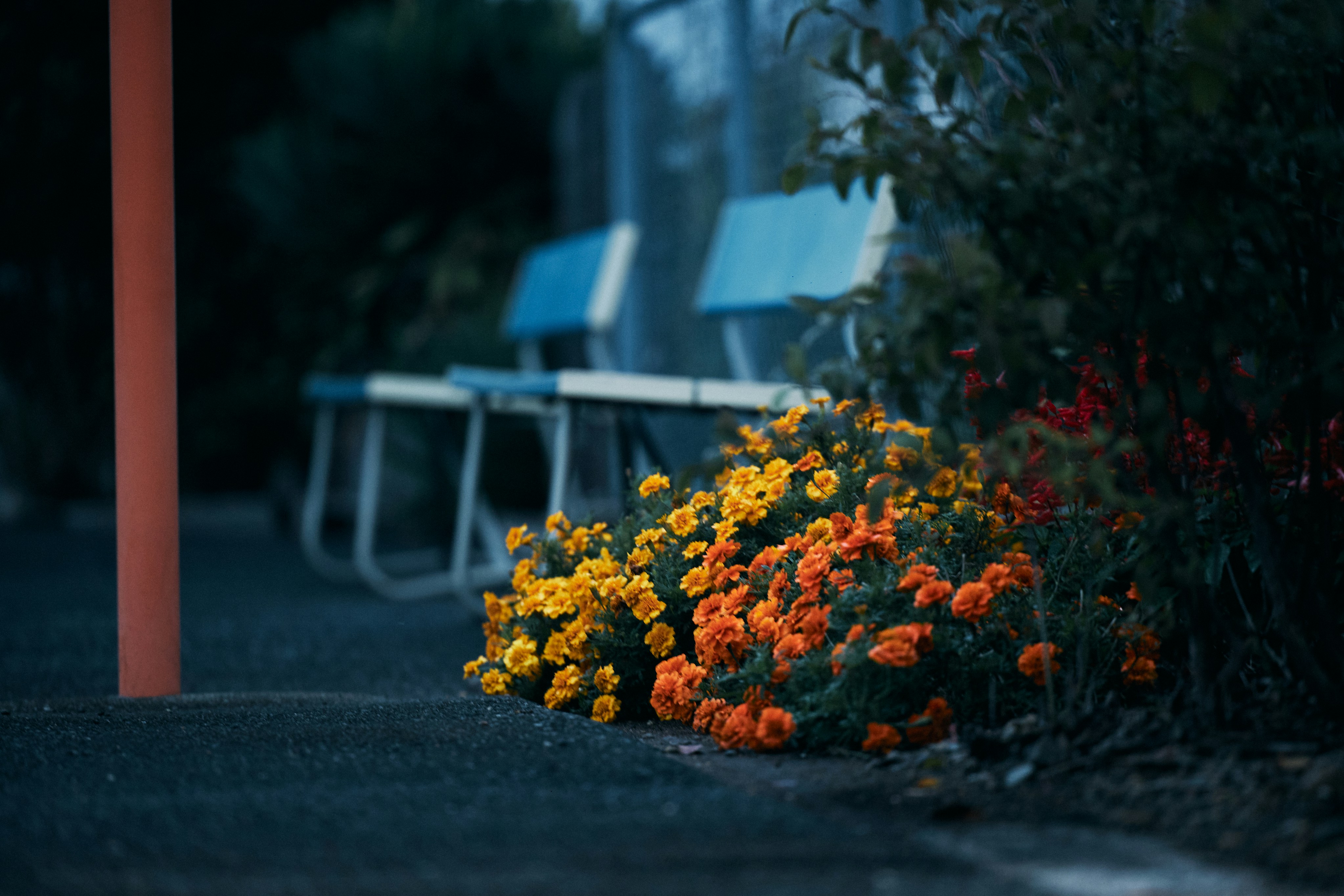Orange and yellow blooms in soft dusk bloom beside a quiet walkway