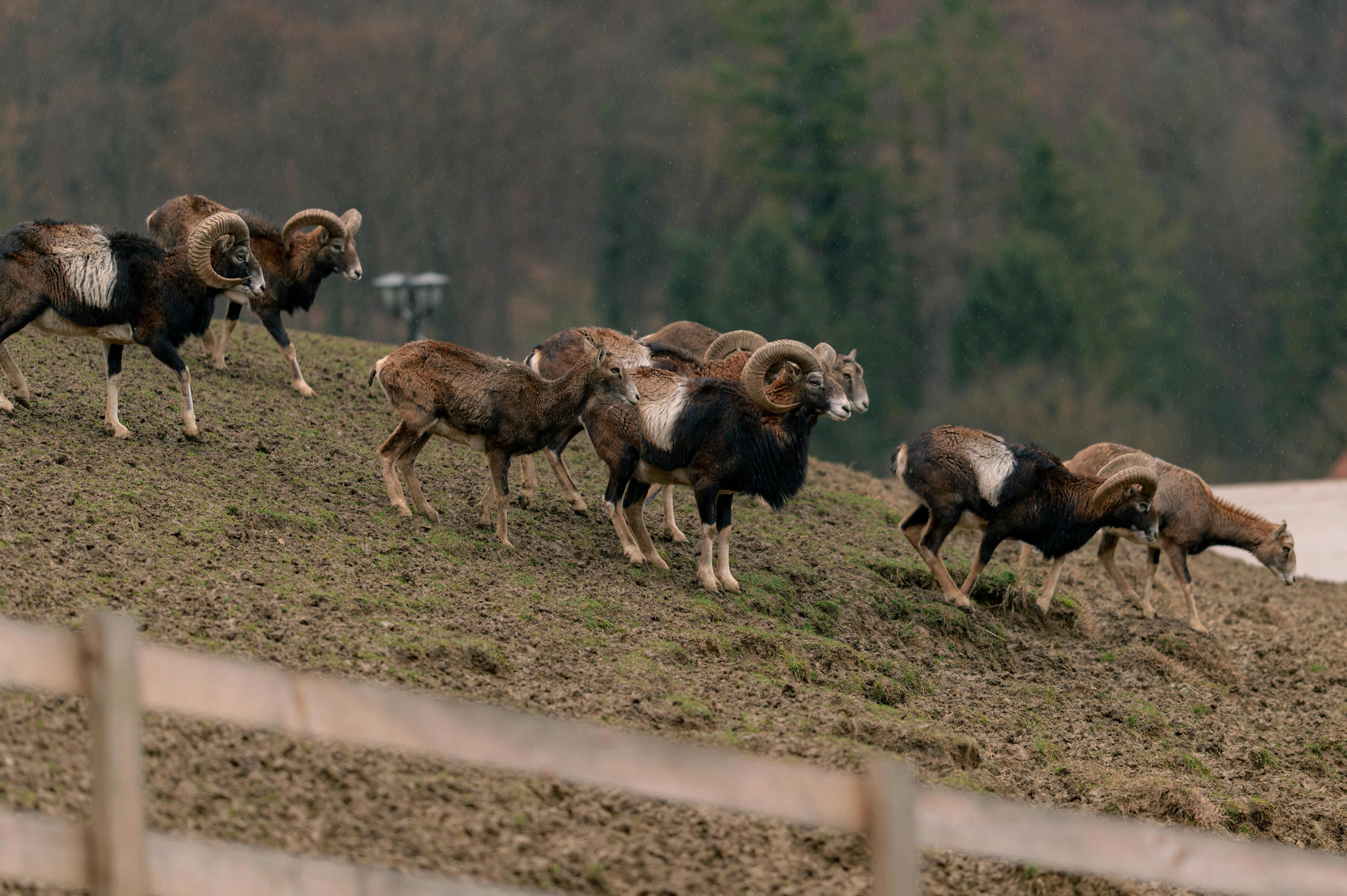 Herd at the Crest: Bighorns March Along a Ridge