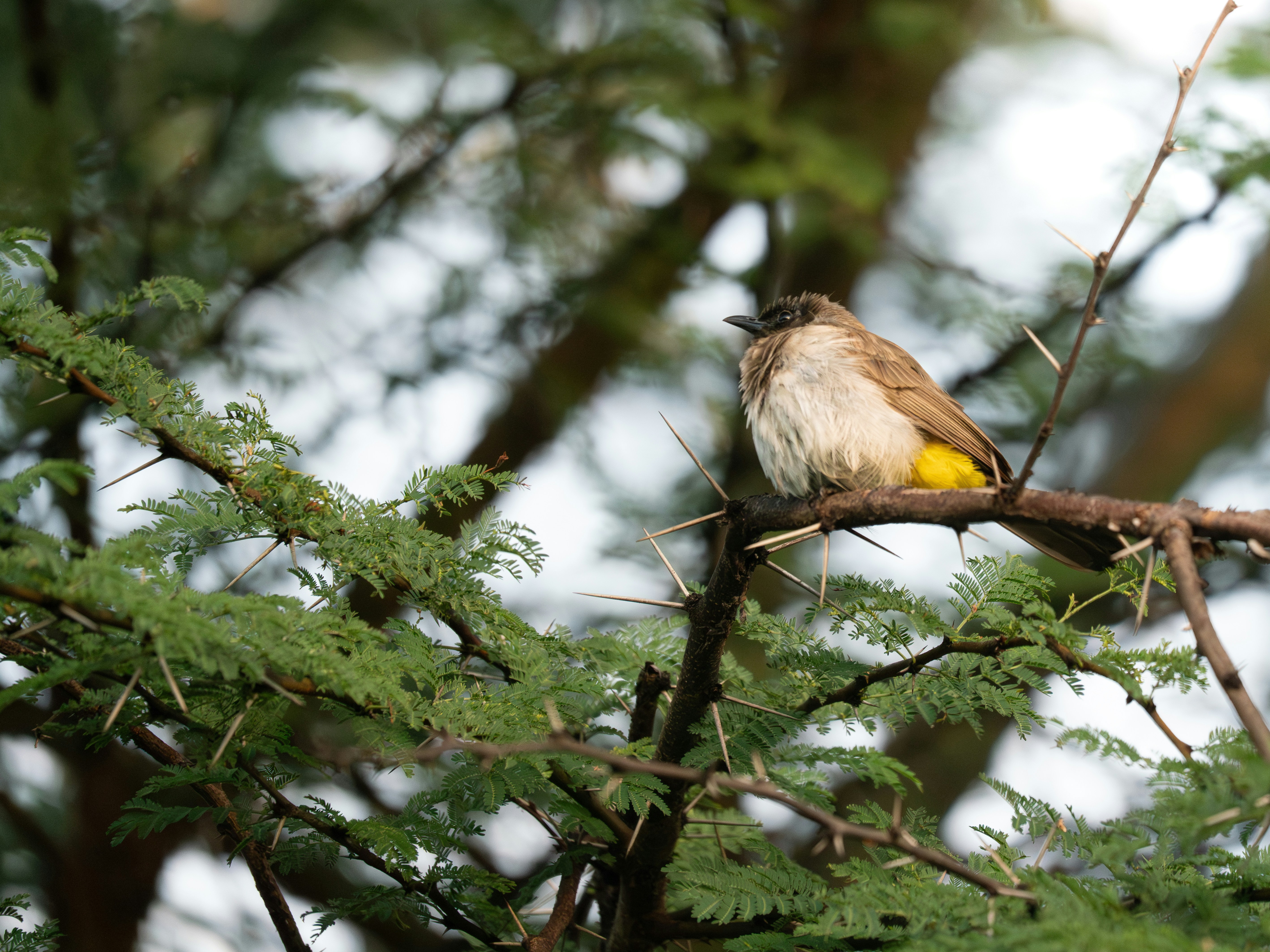 Yellow-tailed Warbler in a Branchy Green Canopy
