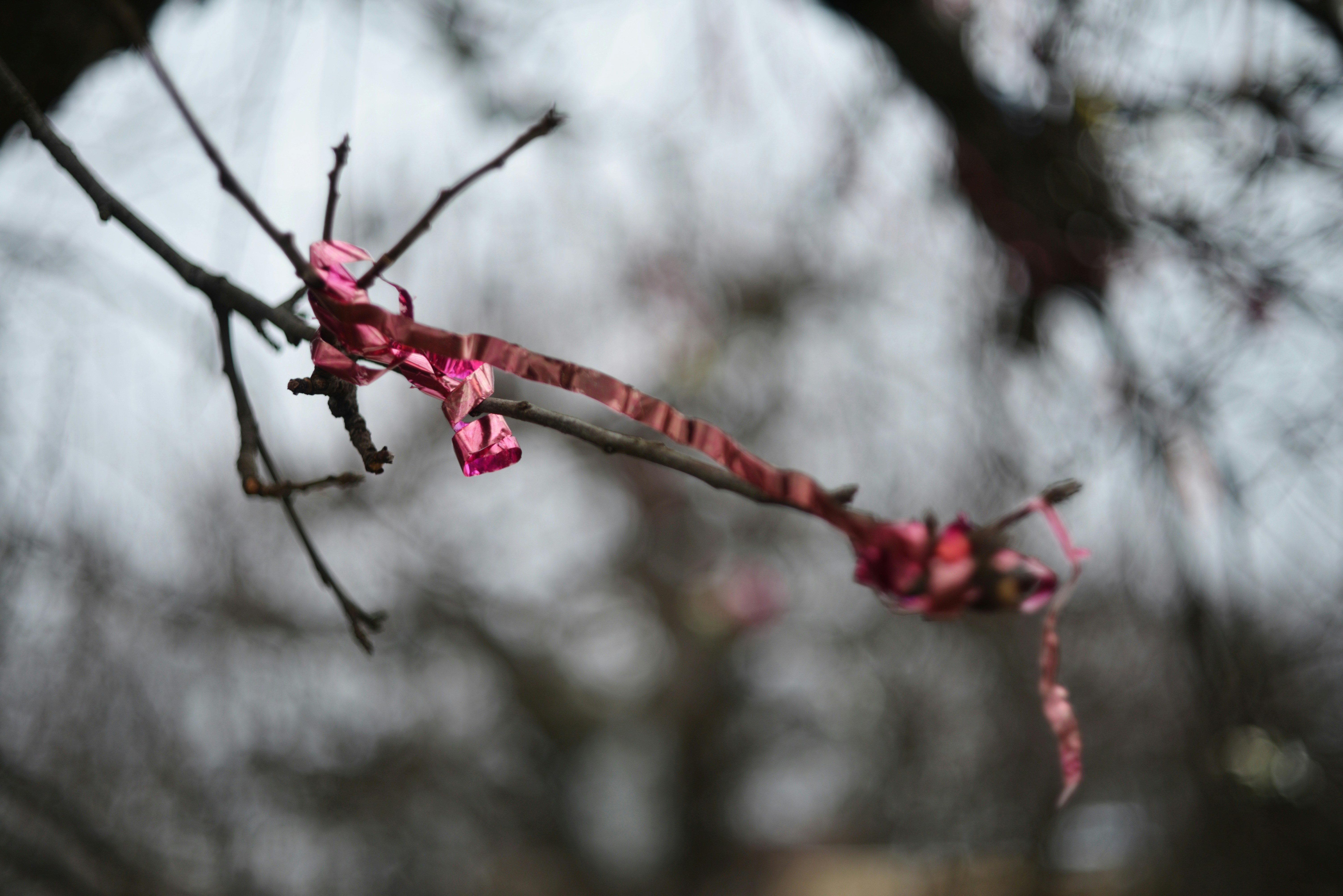Pink ribbon on a bare branch in soft winter light