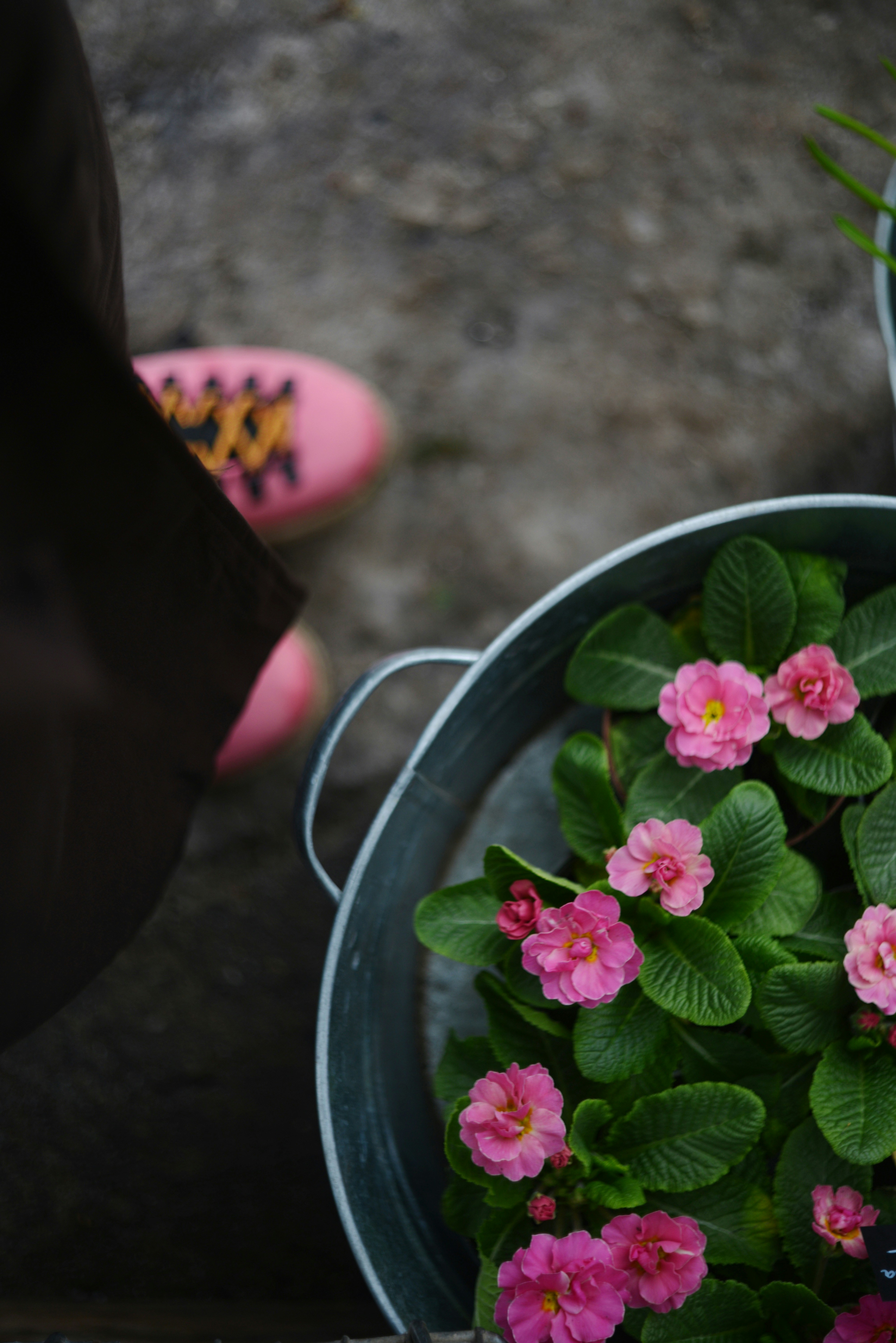 Pink blooms in a galvanized bucket, framed by pink sneakers and dark skirt