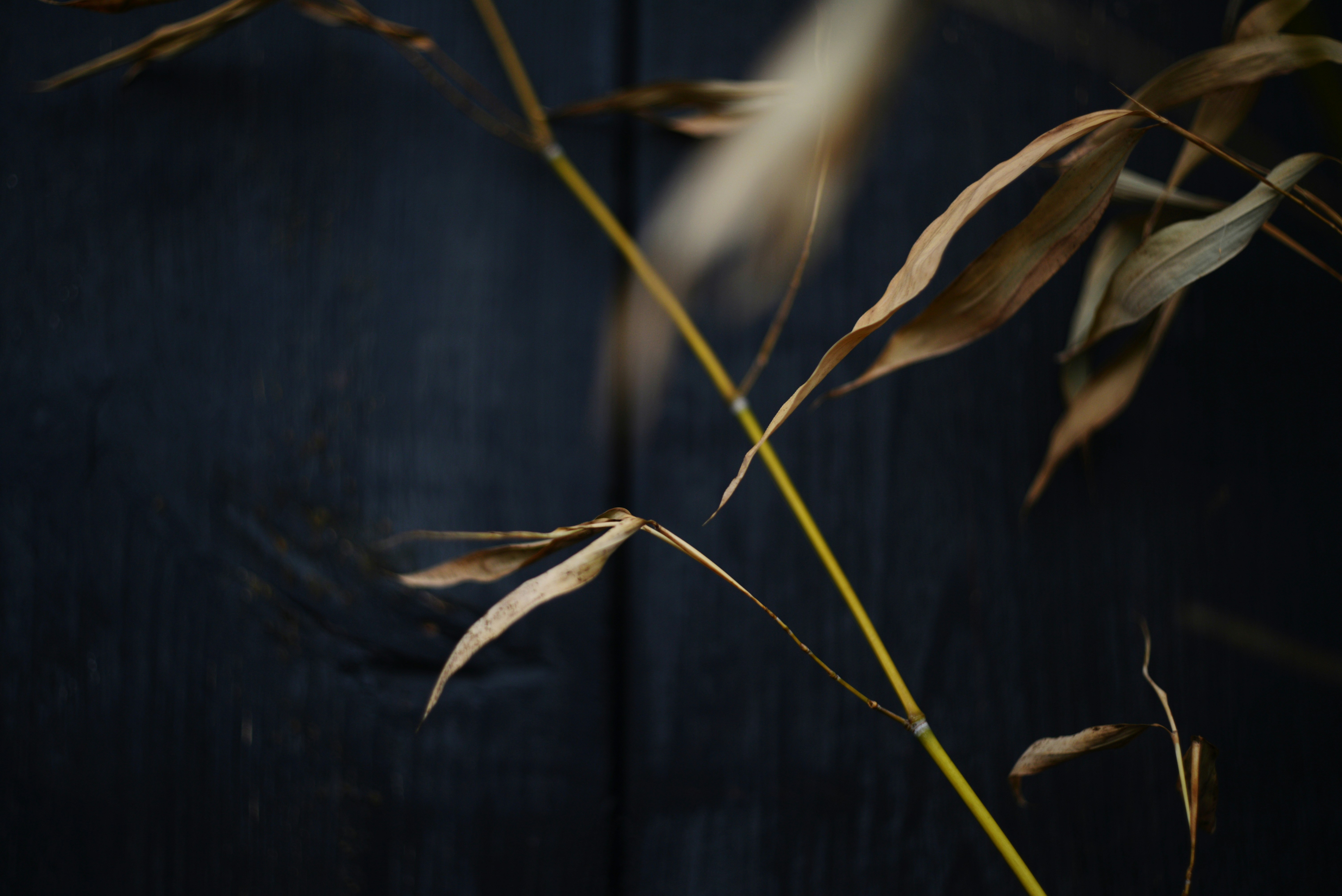 Whispers of a Grain: A Bare Branch Against Midnight Wood