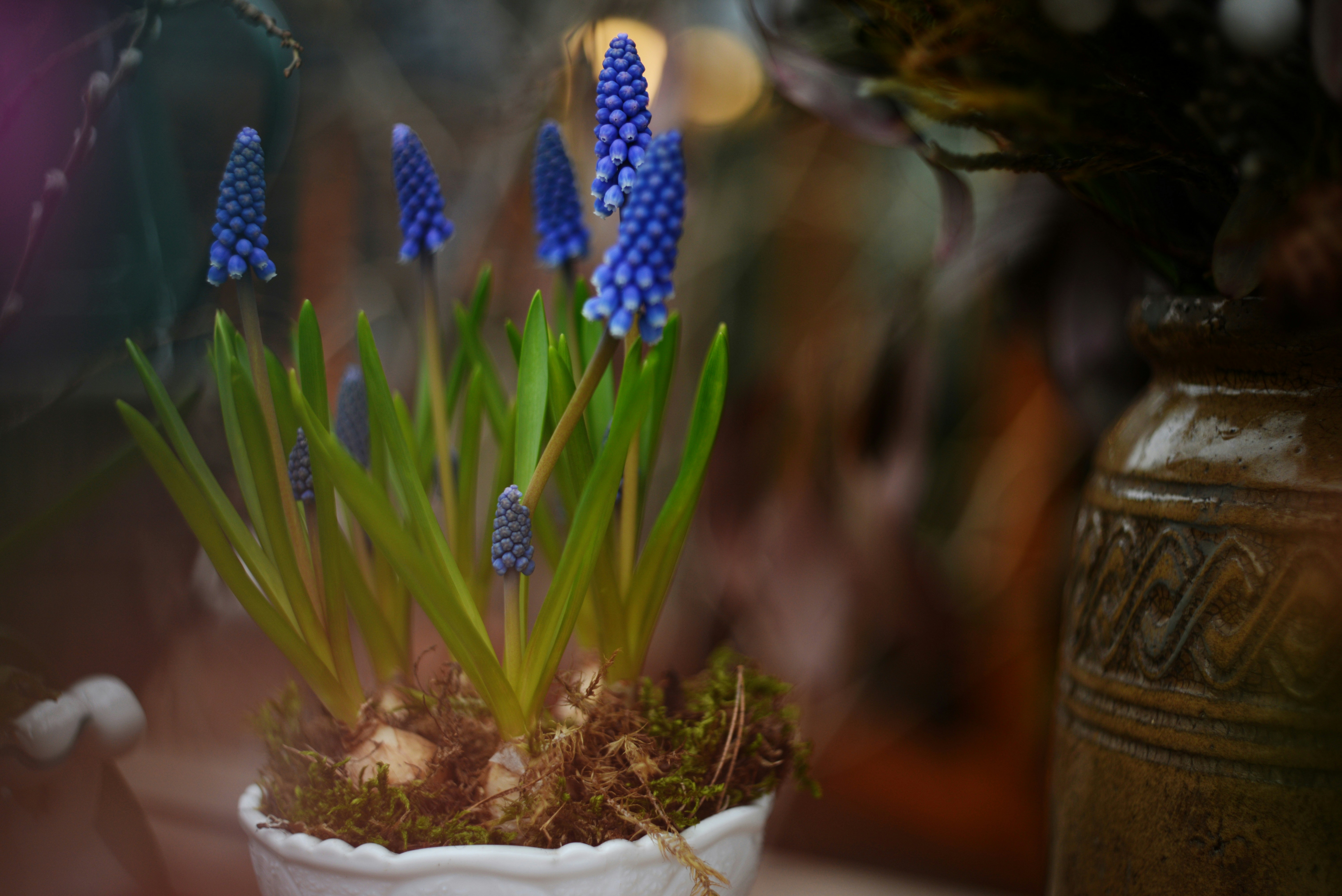 Bluebell Pot: Quiet Cluster of Grape Hyacinths Nestled Beside a Ceramic Vessel