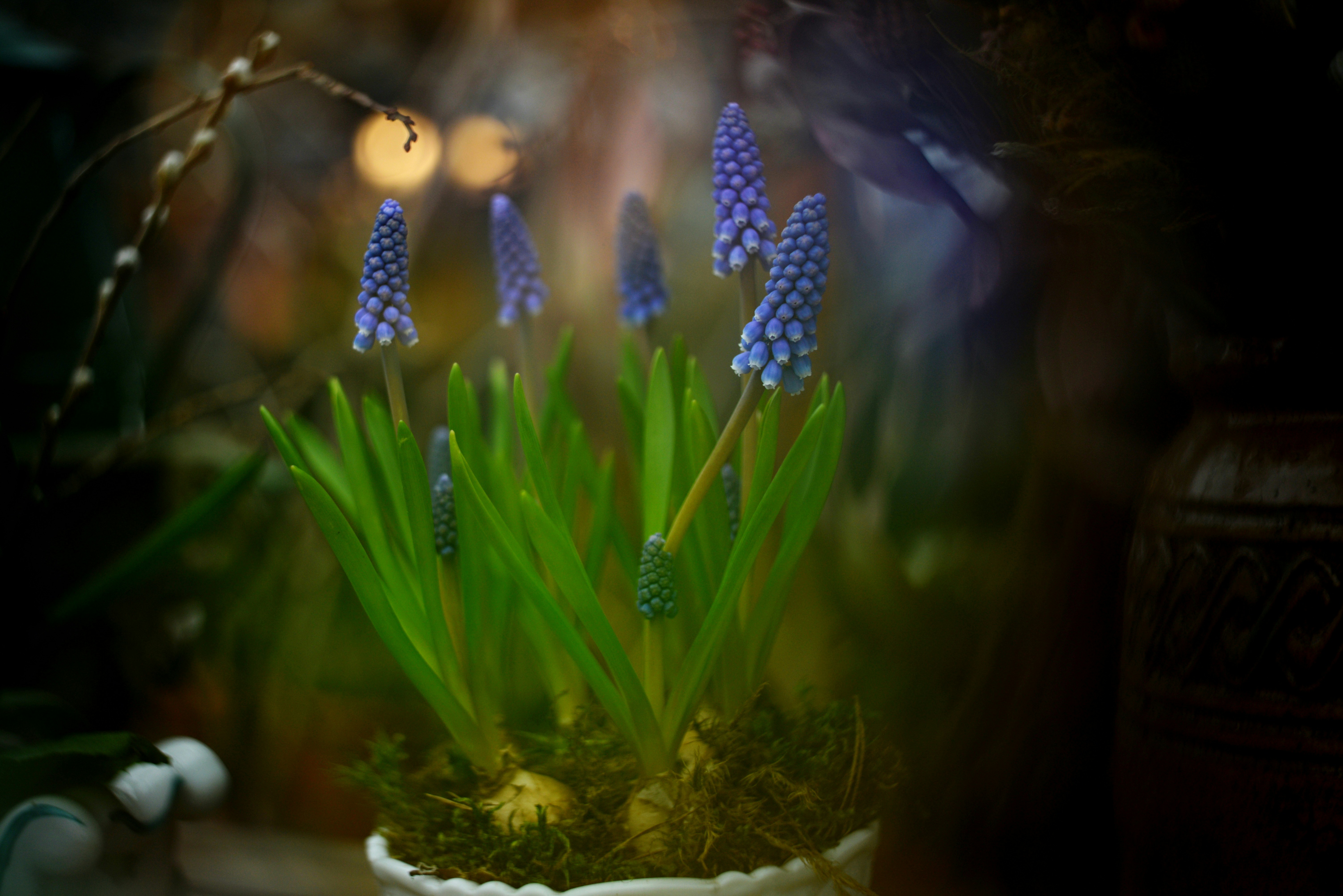 Violet grape-hazles in a cozy blurred studio
