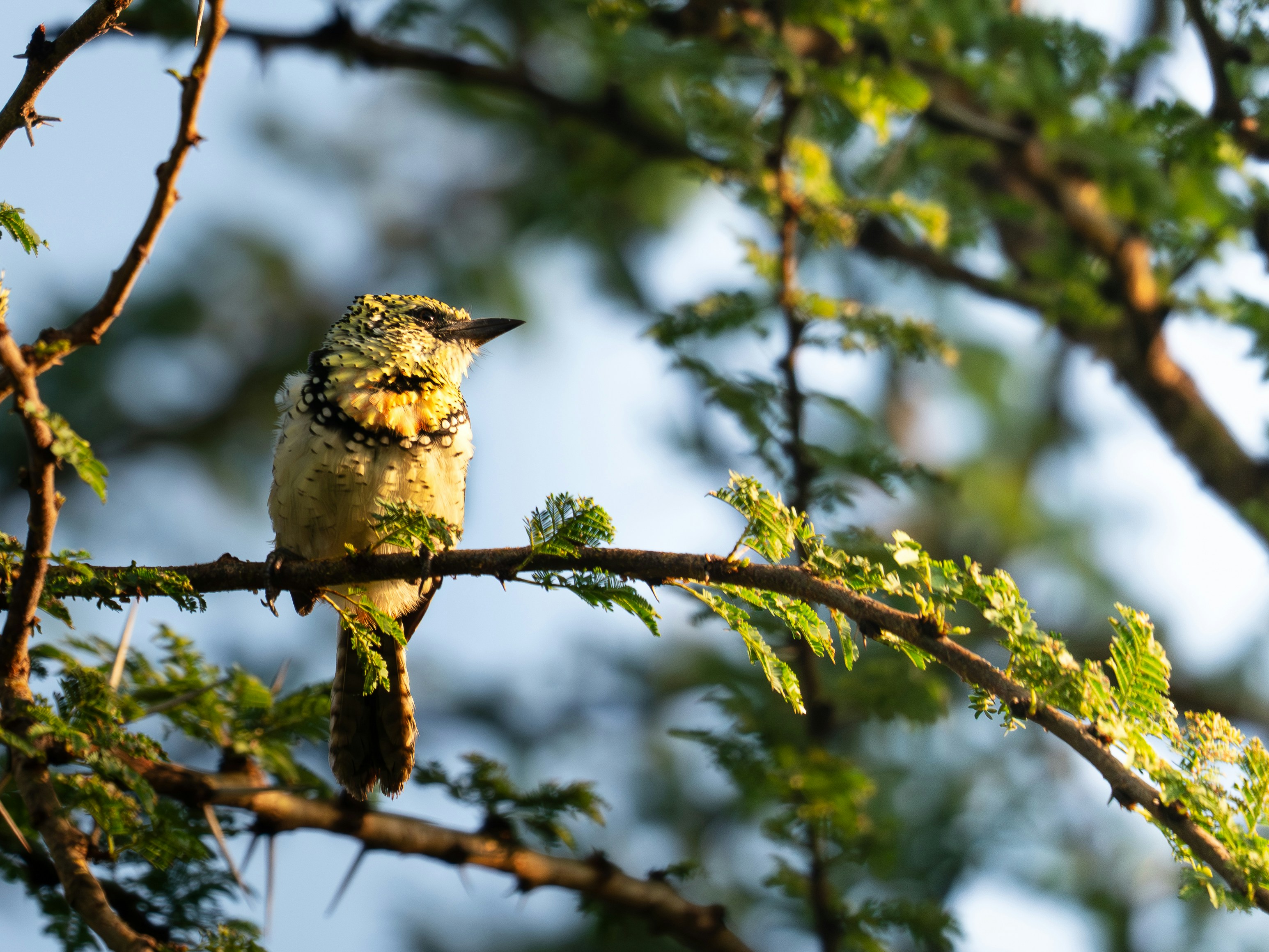 Perched Watcher: A Small Bird Scans the Leafy Crest