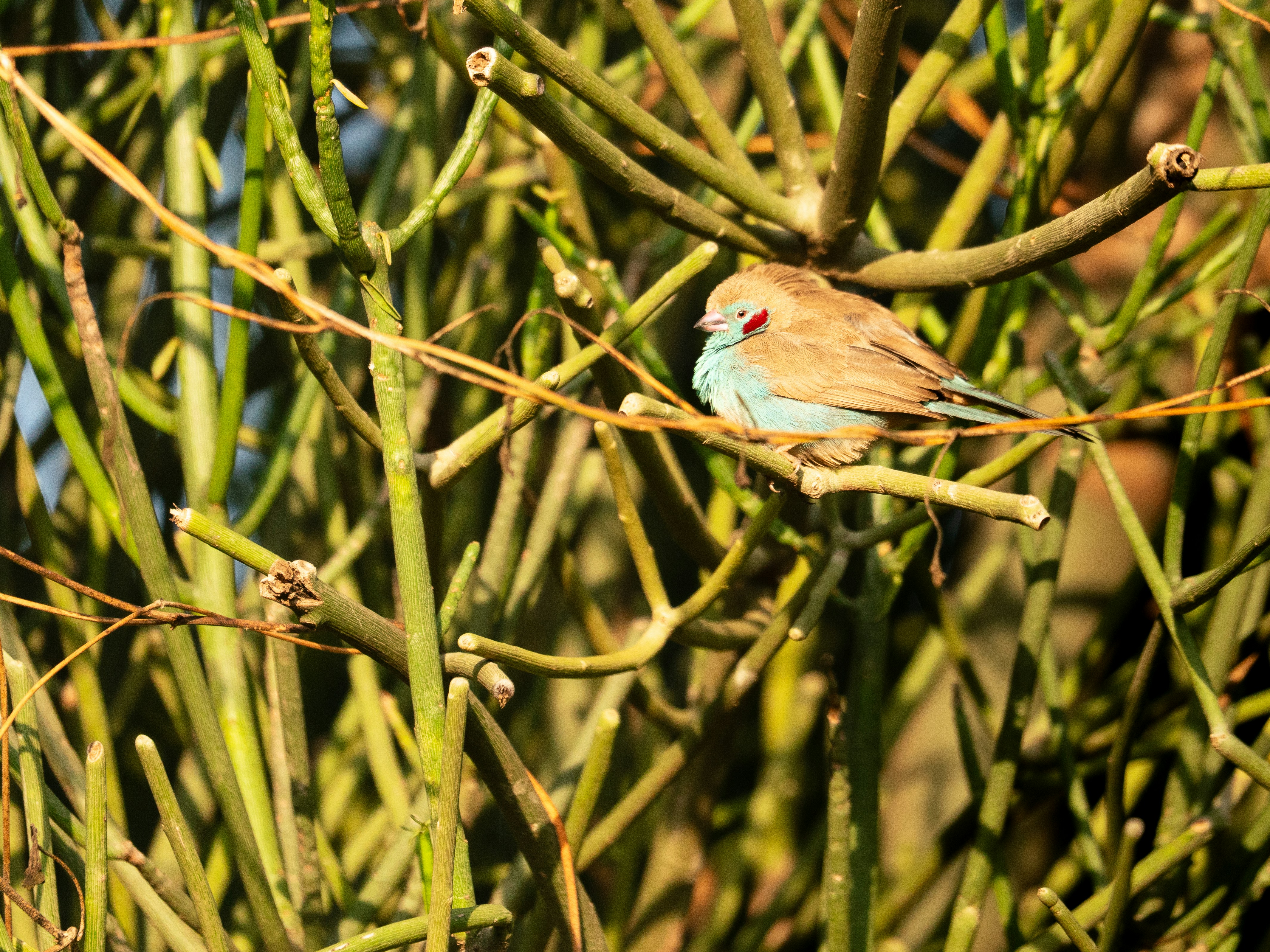 Azure-breasted Finch Amid Tangled Branches in Sunlit Garden